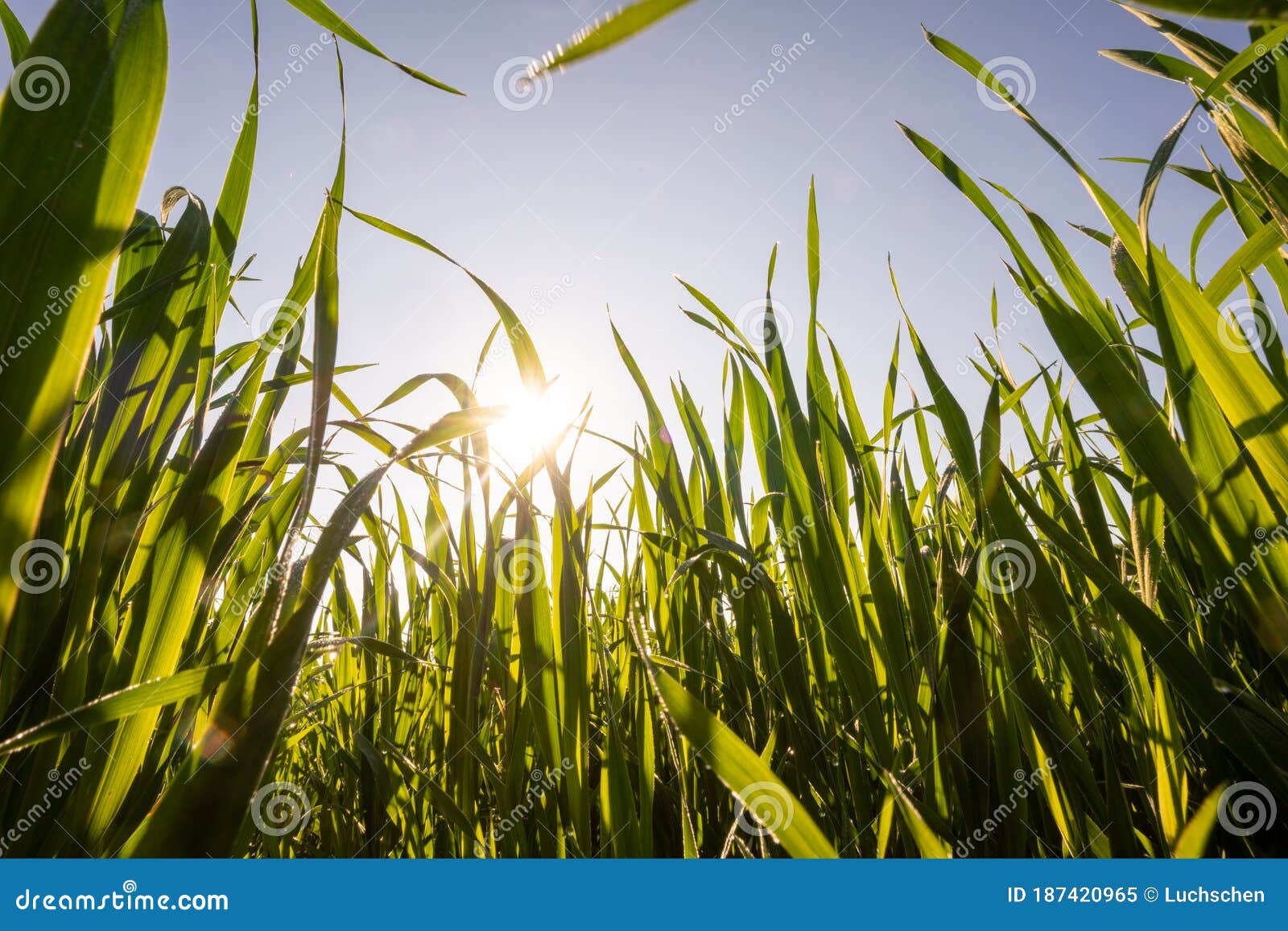 Green Summer Grass Bottom View on Sky and Sun. Morning Dew on Grass at ...