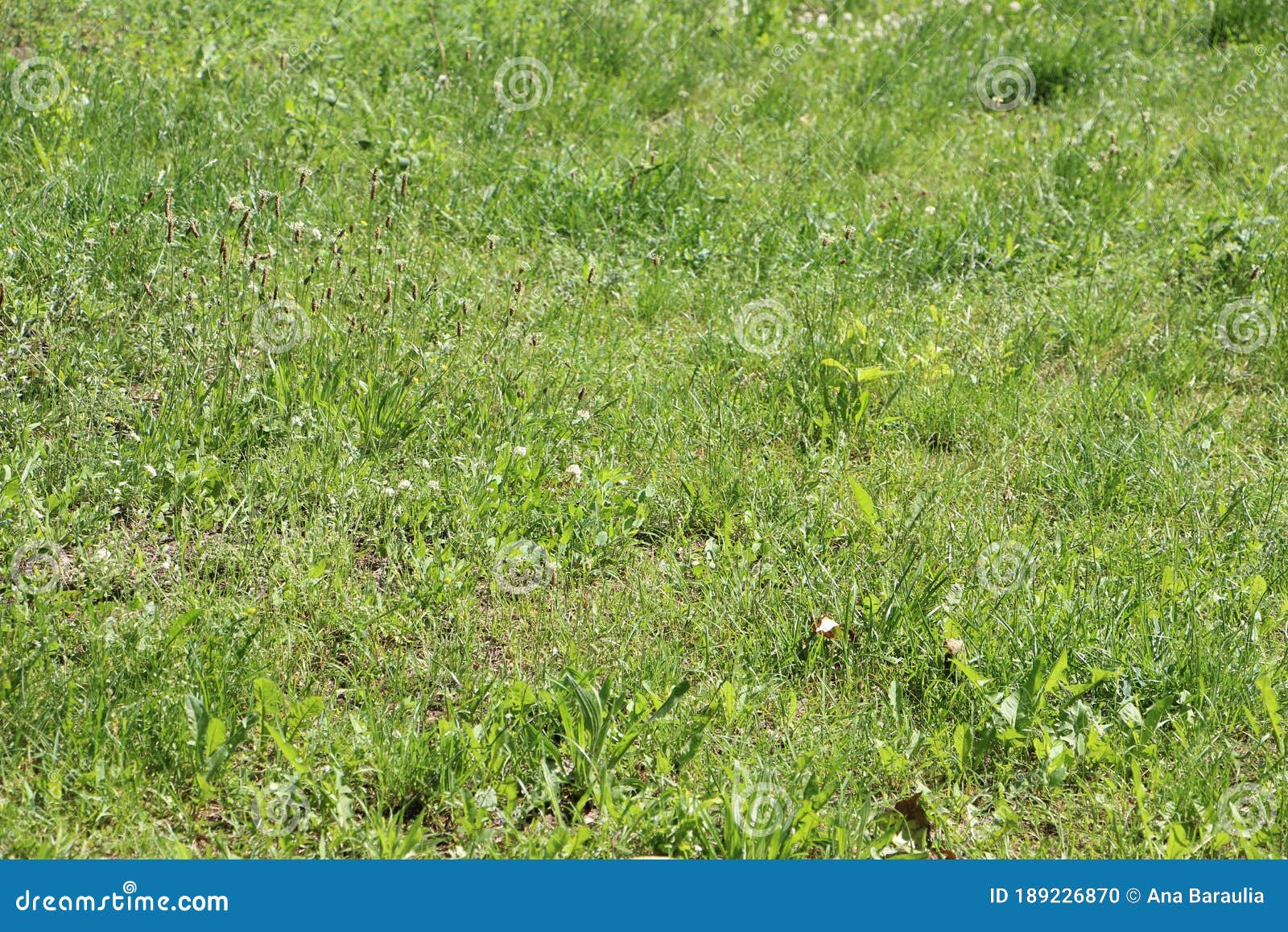 Green Summer Grass Naturally Grows in the Field, Background Texture ...