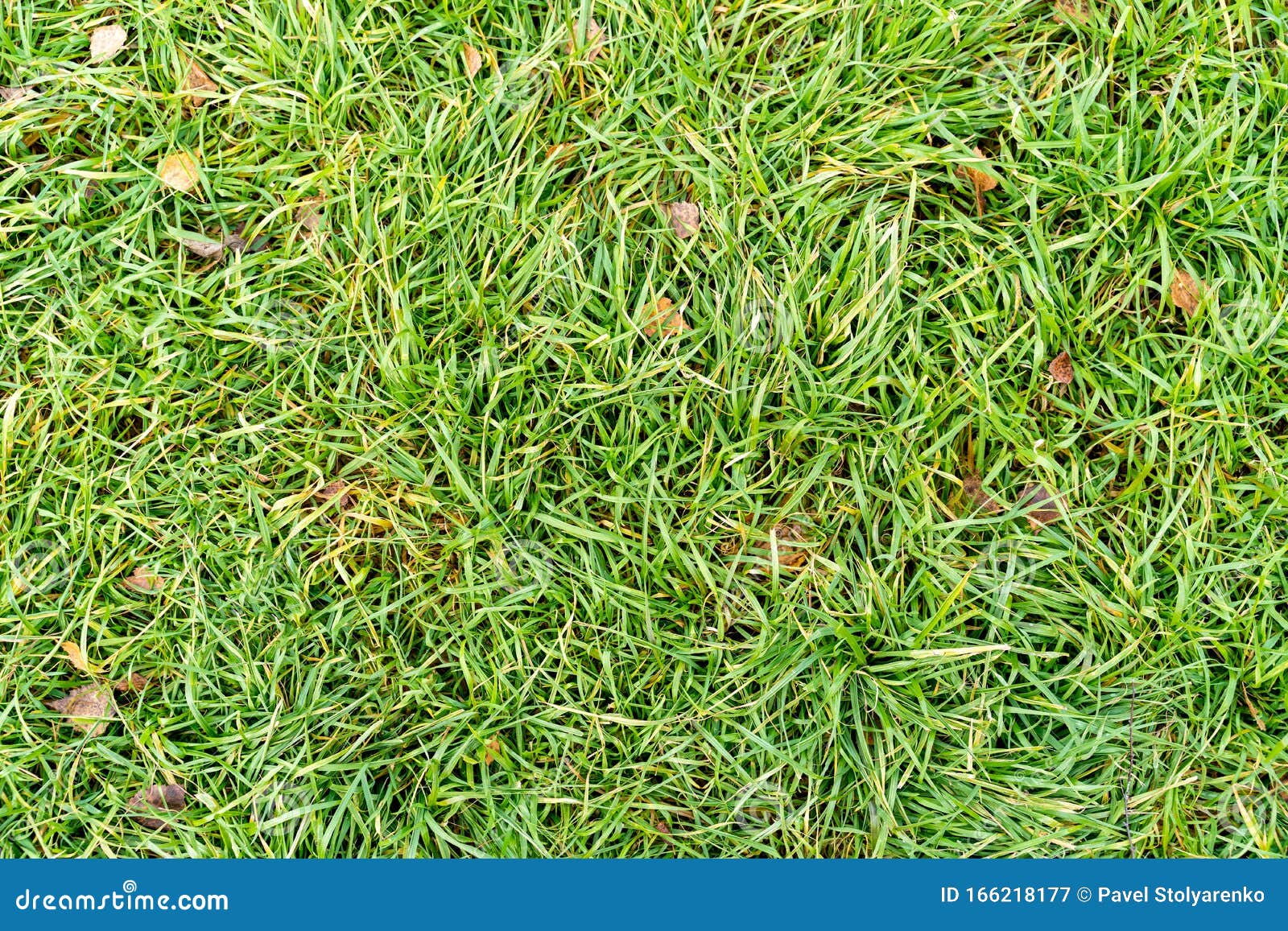 Green summer grass texture stock image. Image of field - 166218177