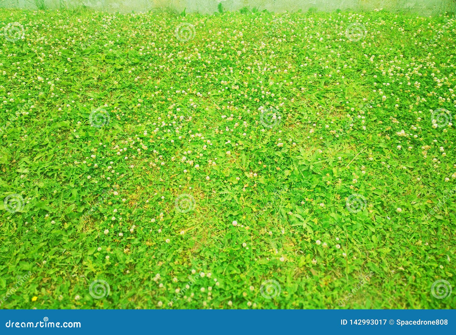 Green Summer Grass with Wall Texture Background Stock Image - Image of ...