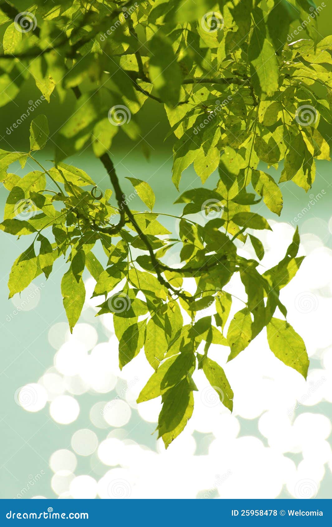 Green Summer Leaves stock photo. Image of spring, water - 25958478