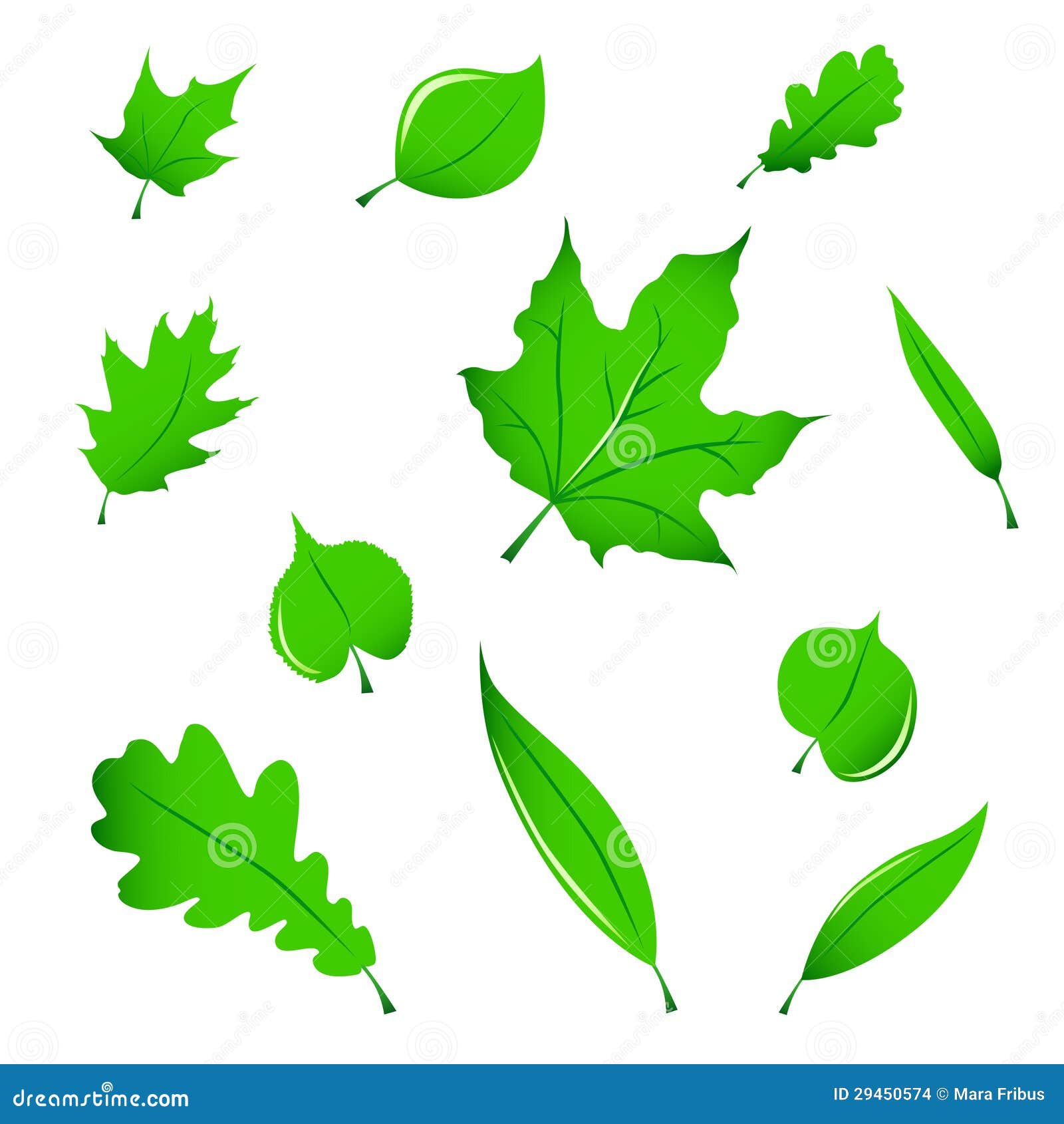 Green summer leaves stock vector. Illustration of leaves - 29450574