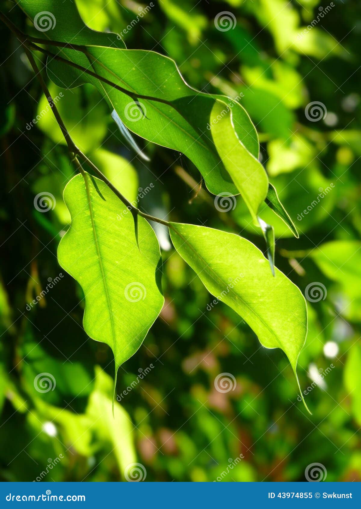 Green summer leaves . stock image. Image of environment - 43974855