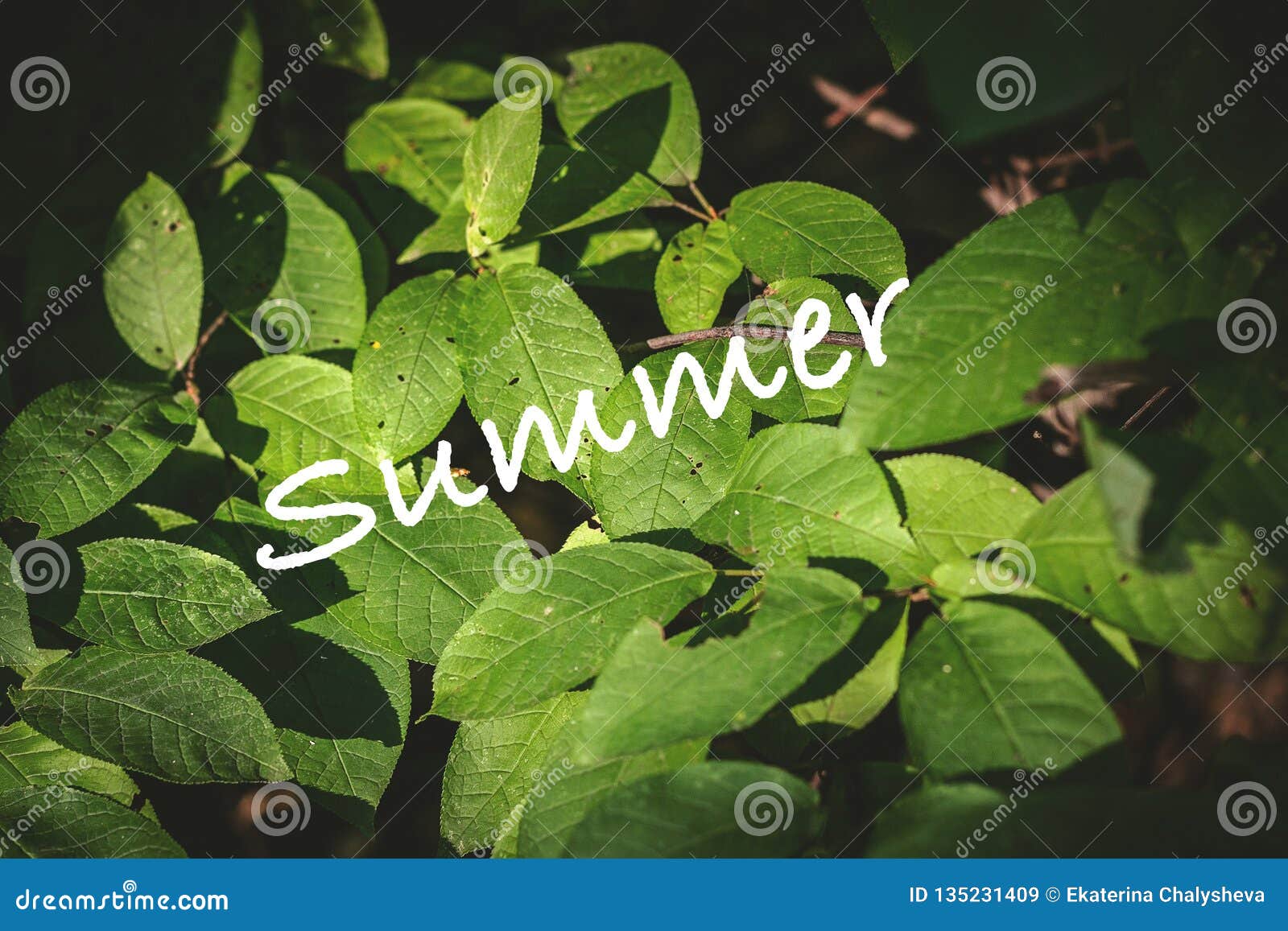 Green Summer Leaves Forest Background Stock Image - Image of summer ...