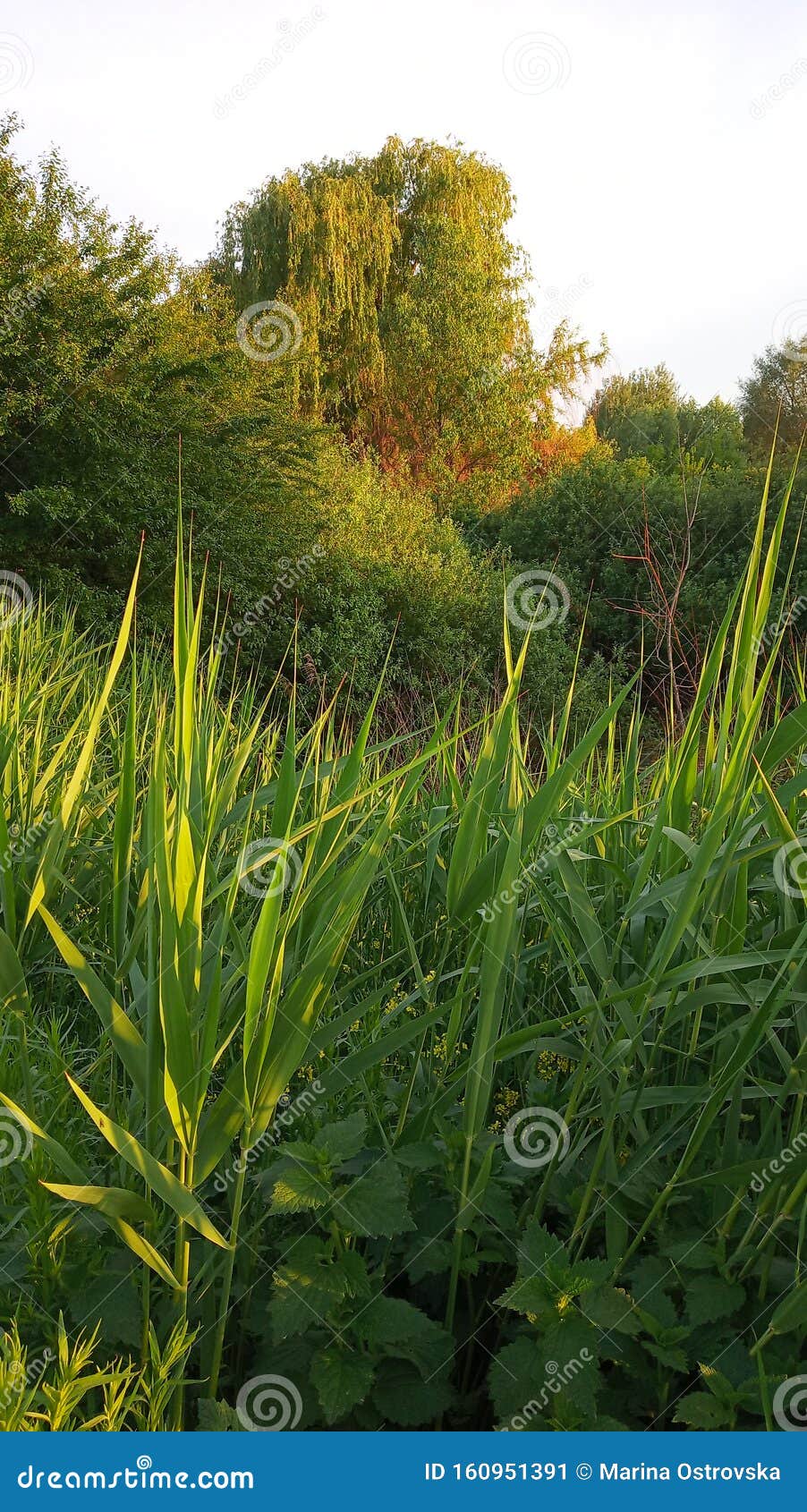 Green summer stock image. Image of summer, green, nature - 160951391