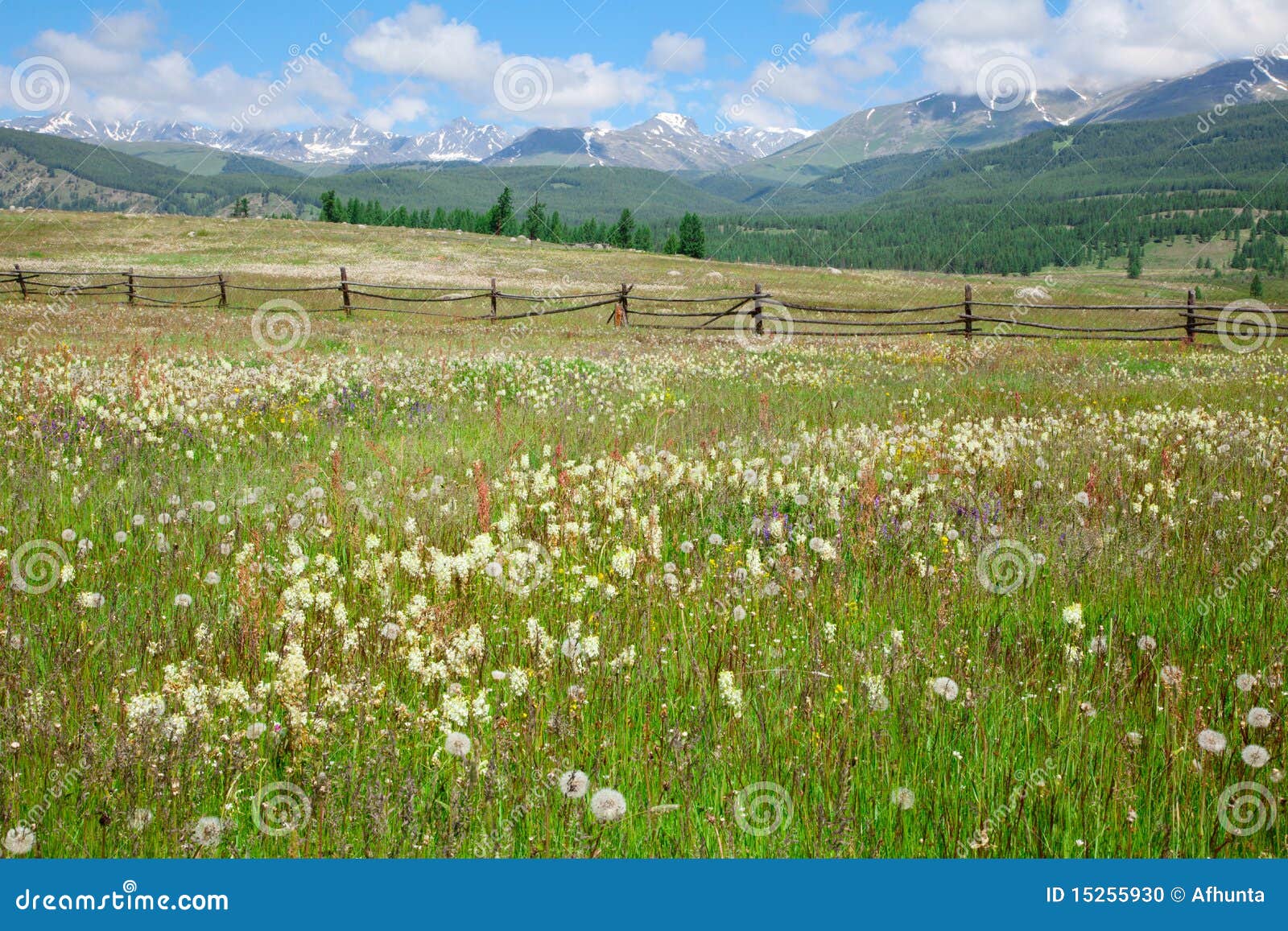 Green summer pasture stock photo. Image of panoramic - 15255930