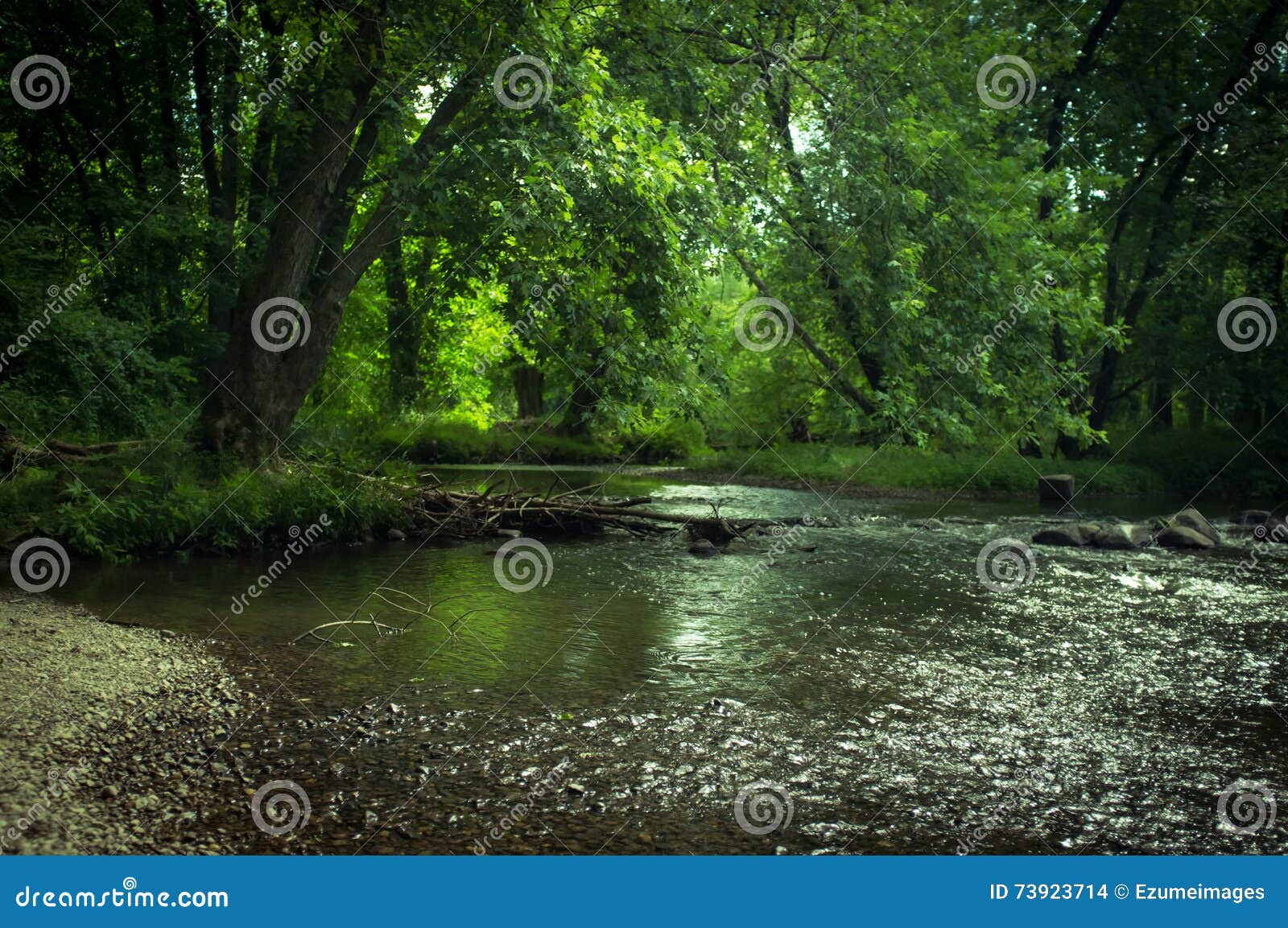 Green Summer Swamp stock photo. Image of environment - 73923714
