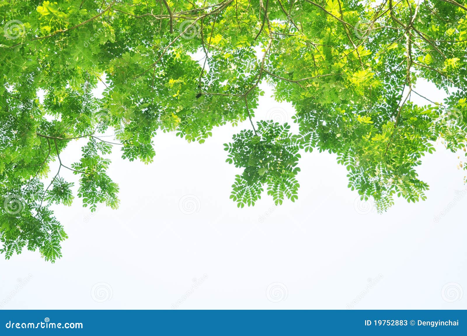 Green Summer Tree Leaves Pendant Foreground Stock Image - Image of ...