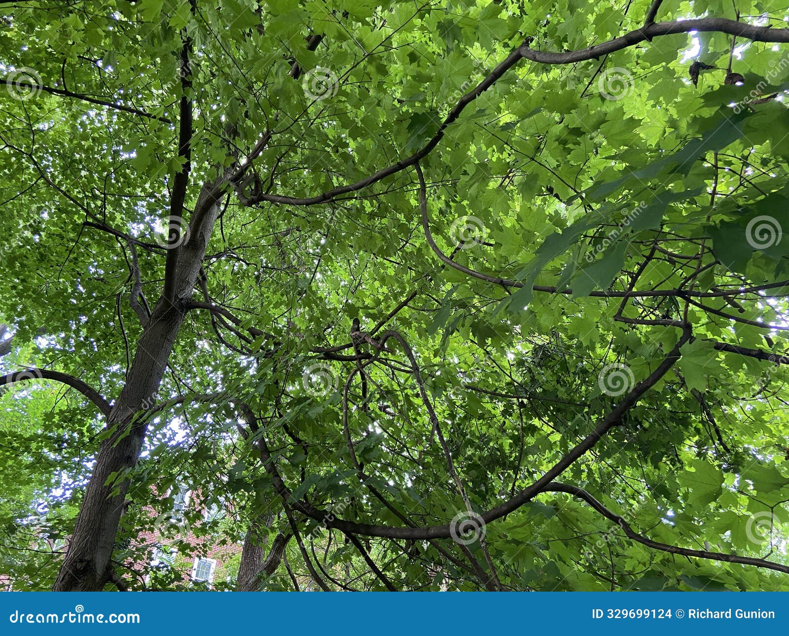 Green Summer Tree with Many Leaves in August Stock Photo - Image of ...