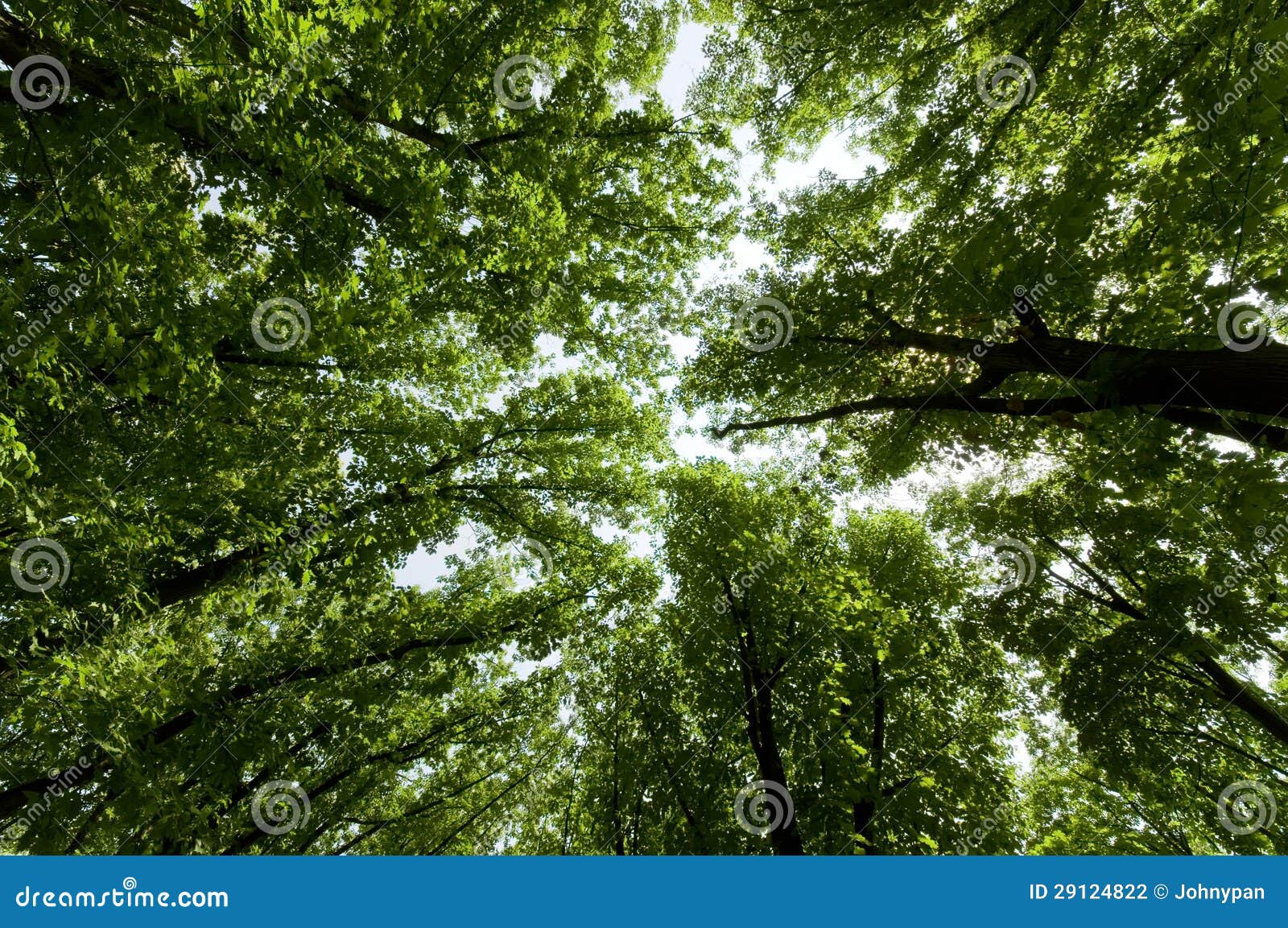 Green summer trees stock photo. Image of forest, botany - 29124822