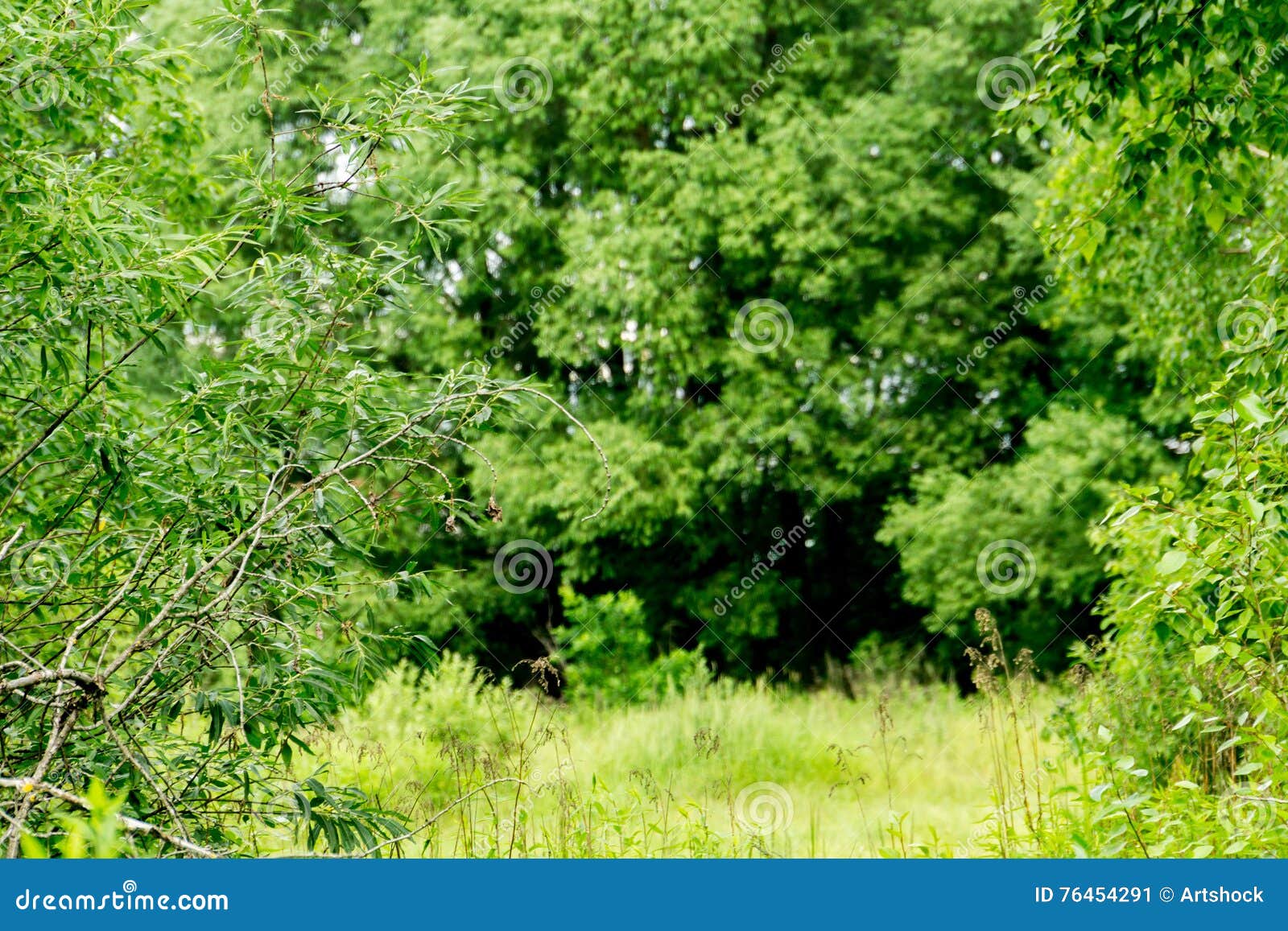 Green Summer Trees stock image. Image of sunlight, natural - 76454291