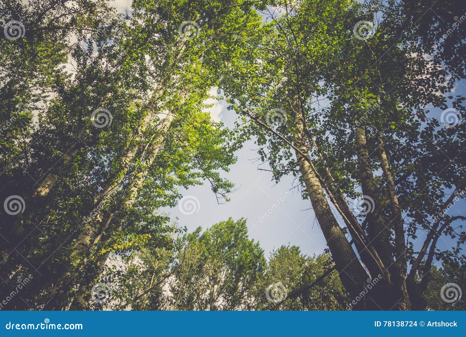 Green Summer Trees stock photo. Image of outdoor, bright - 78138724