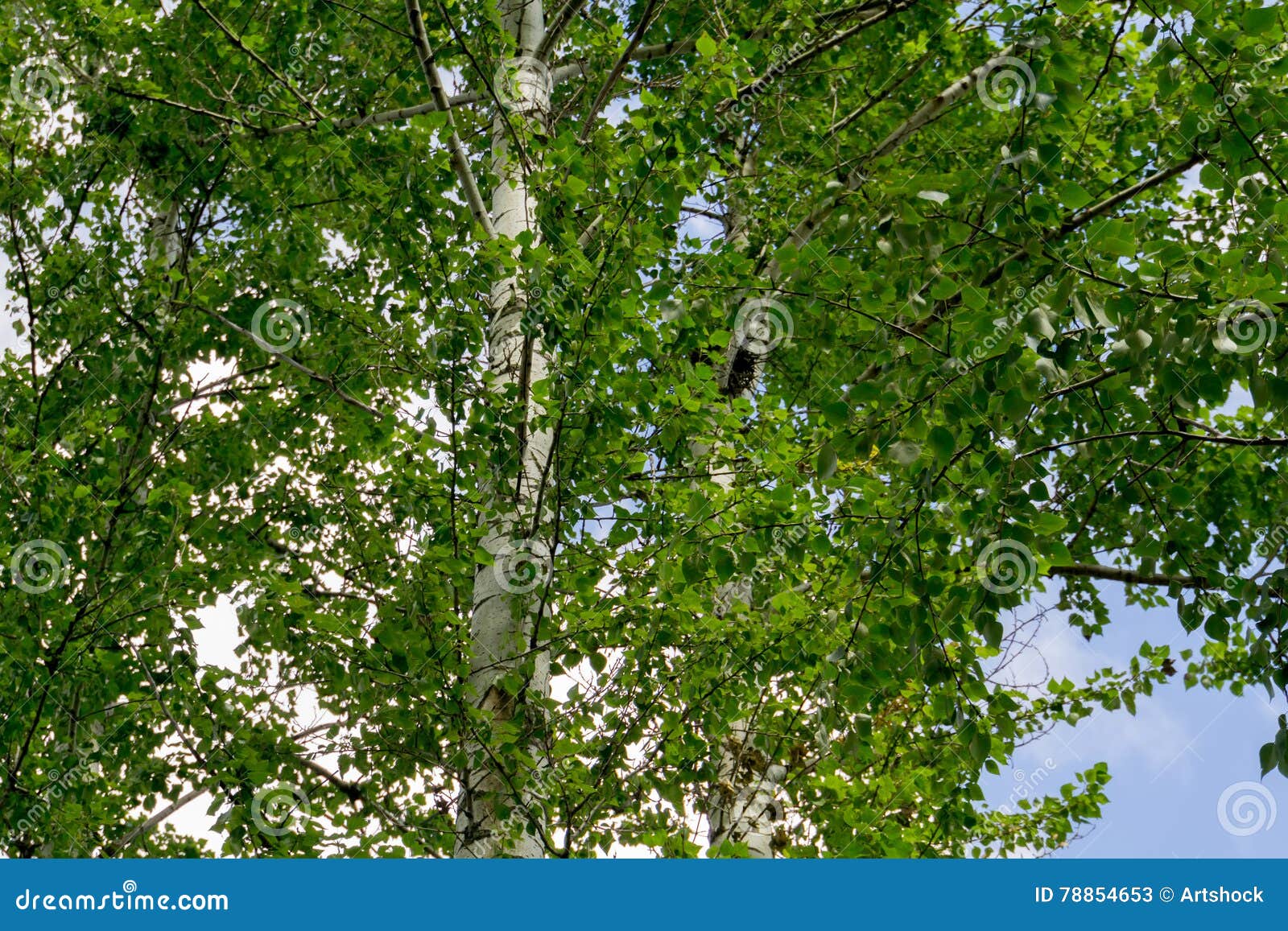 Green Summer Trees stock image. Image of plant, spring - 78854653