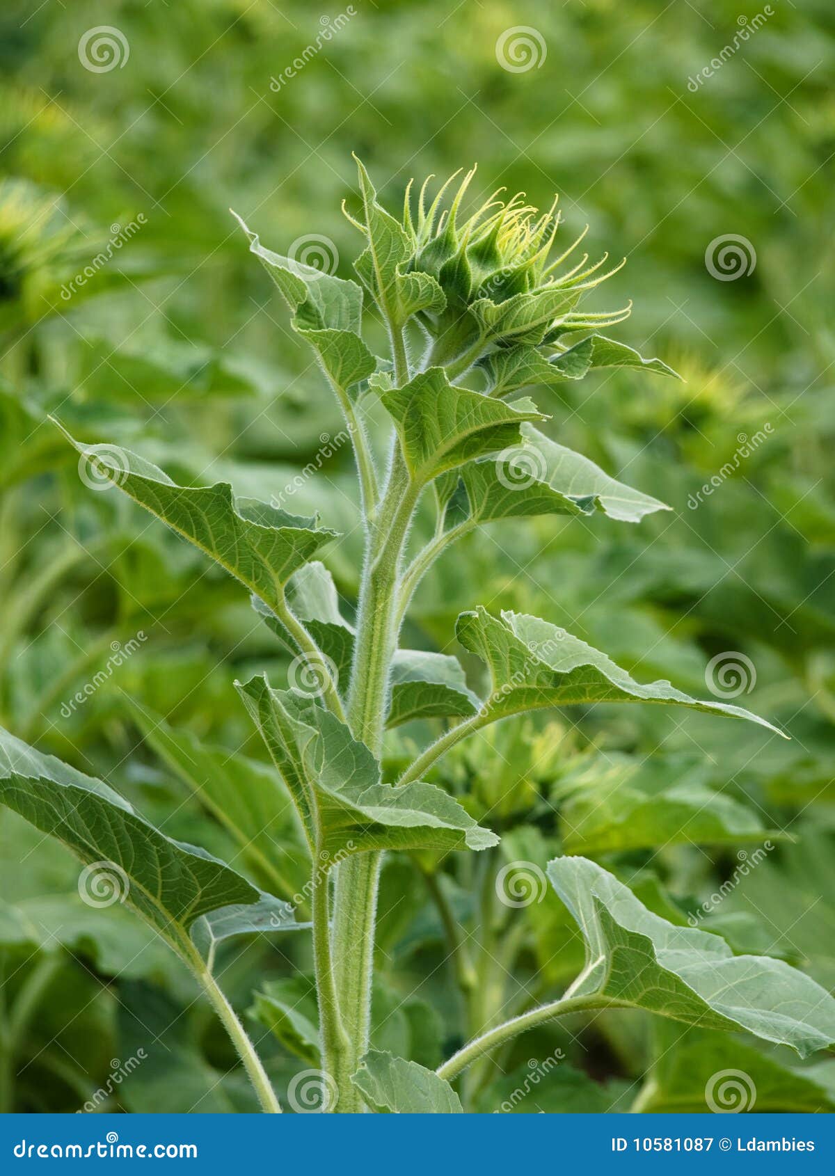 Green sunflower stock image. Image of green, beautiful - 10581087
