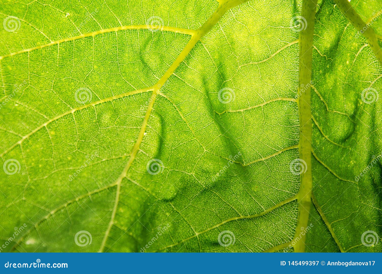 Green Sunflower Leaf Texture Stock Image - Image of flora, blue: 145499397