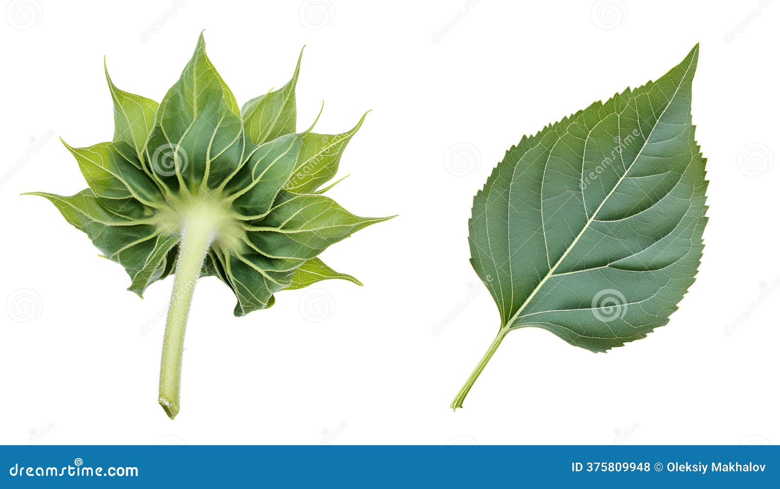 Sunflower With Leaves. Stock Image | CartoonDealer.com #111447619
