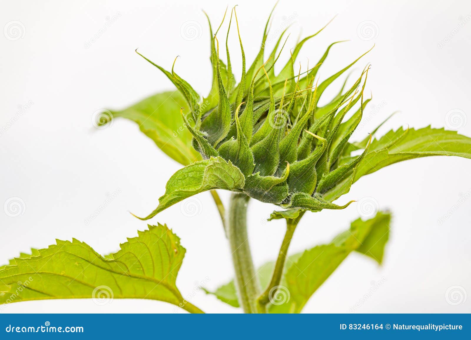 Green sunflower stock photo. Image of isolated, flower - 83246164