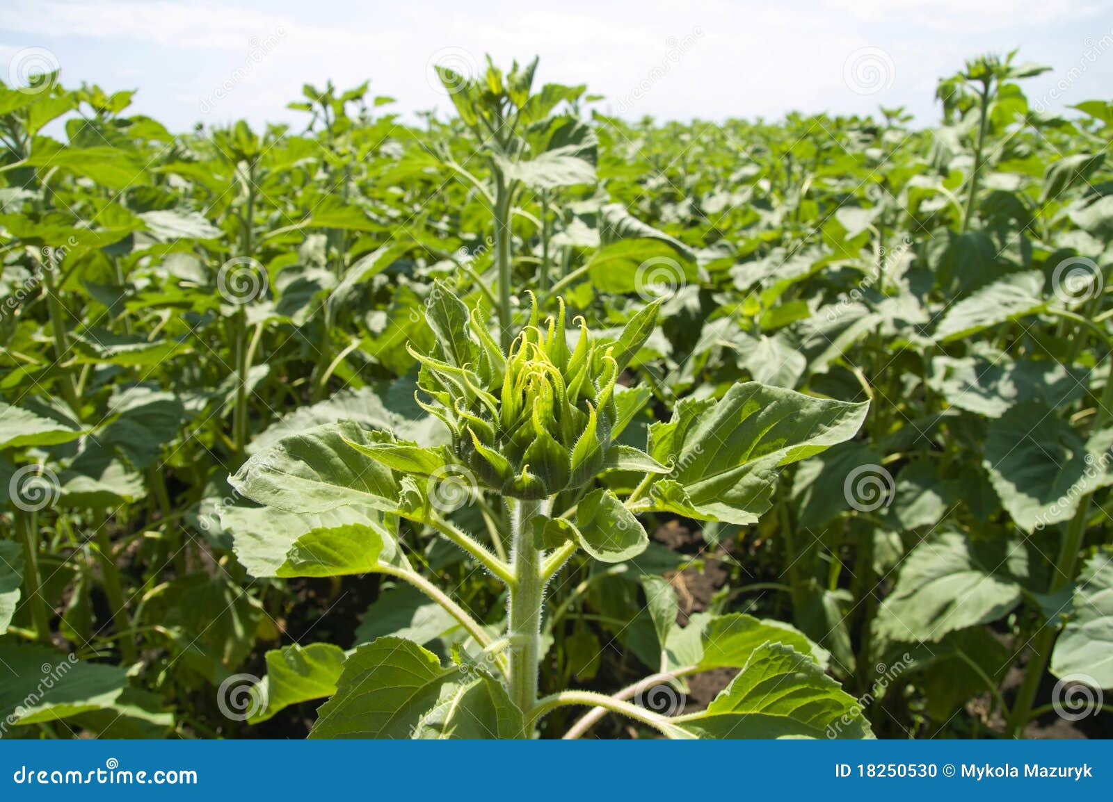 Green sunflowers stock photo. Image of cloudscape, grass - 18250530