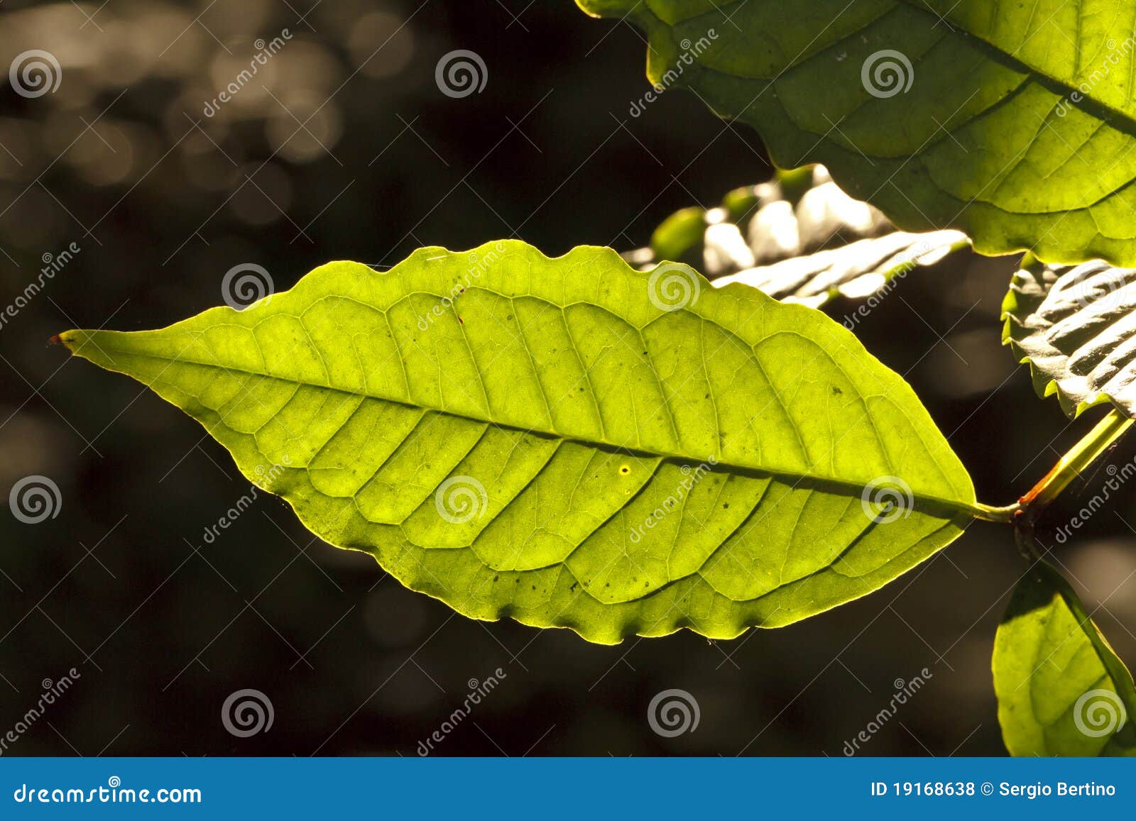 Green sunlit leaf stock photo. Image of light, outside - 19168638