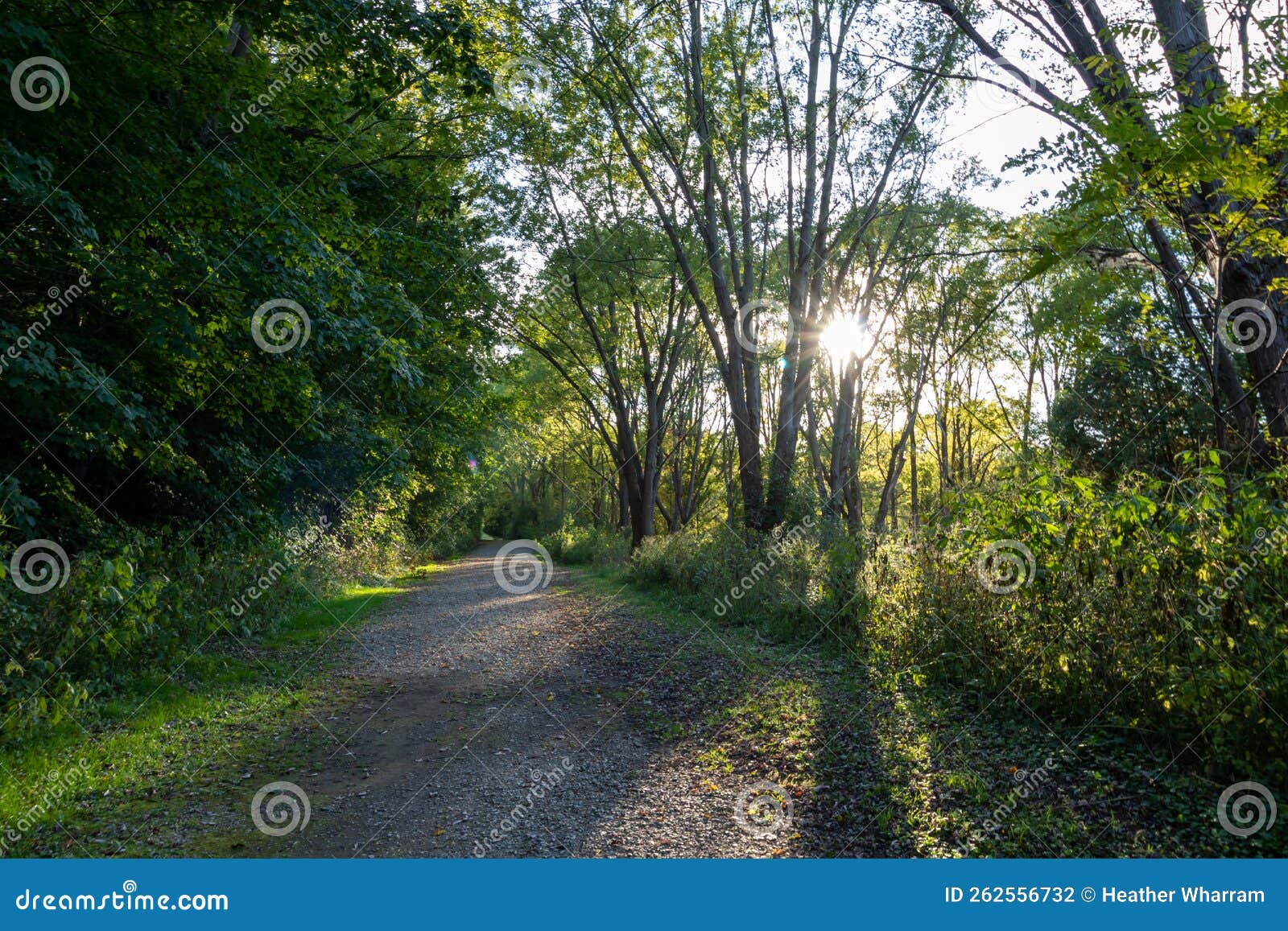 A Green, Sunlit Path at Sunset in Summer. Forest, Trees. Stock Photo ...
