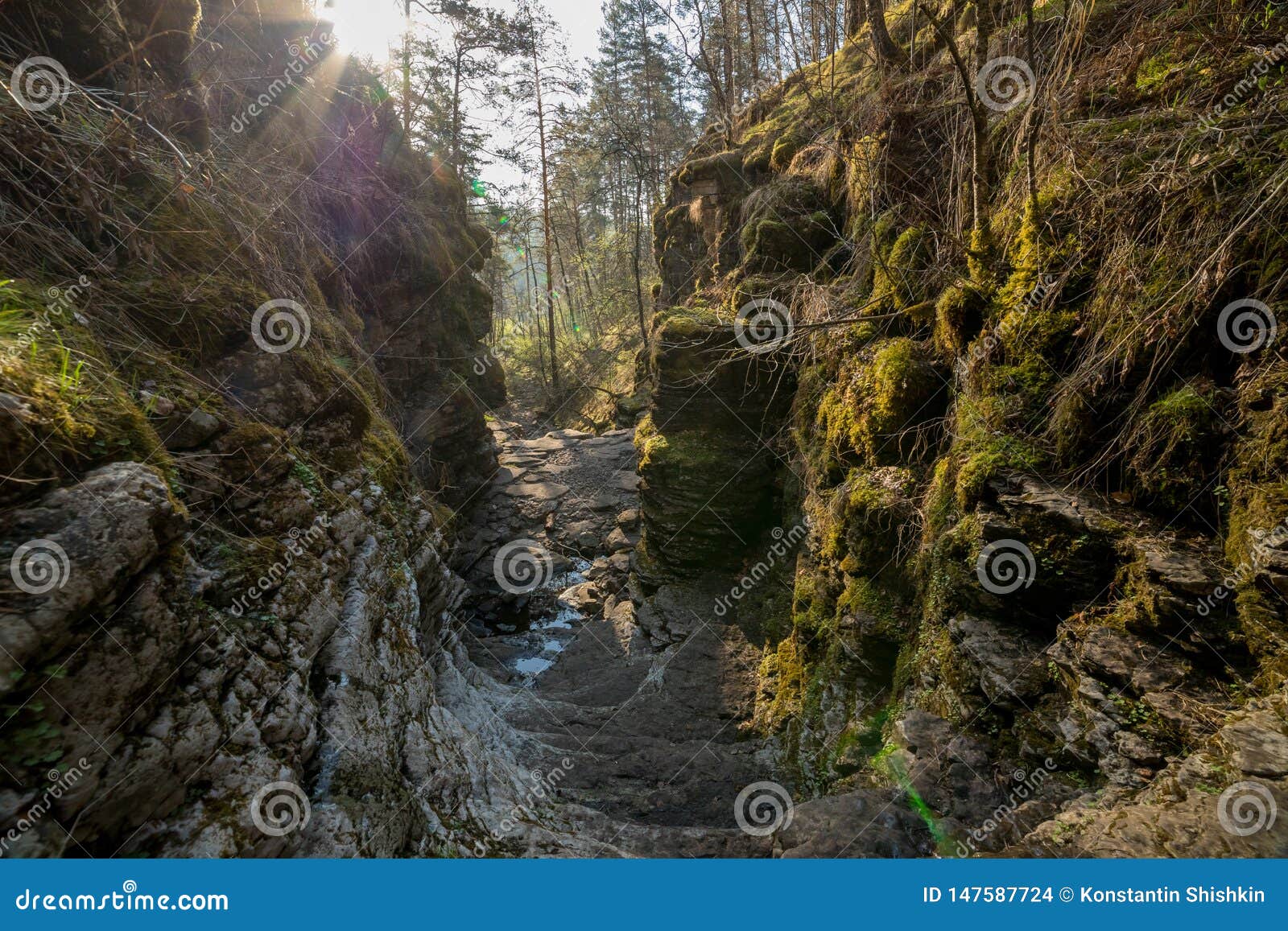 A Green Sunny Forest with Rocky Path with Greenery Around Stock Photo ...