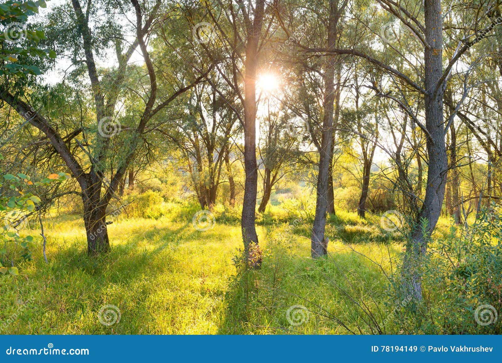 Green sunny park stock image. Image of purity, fresh - 78194149