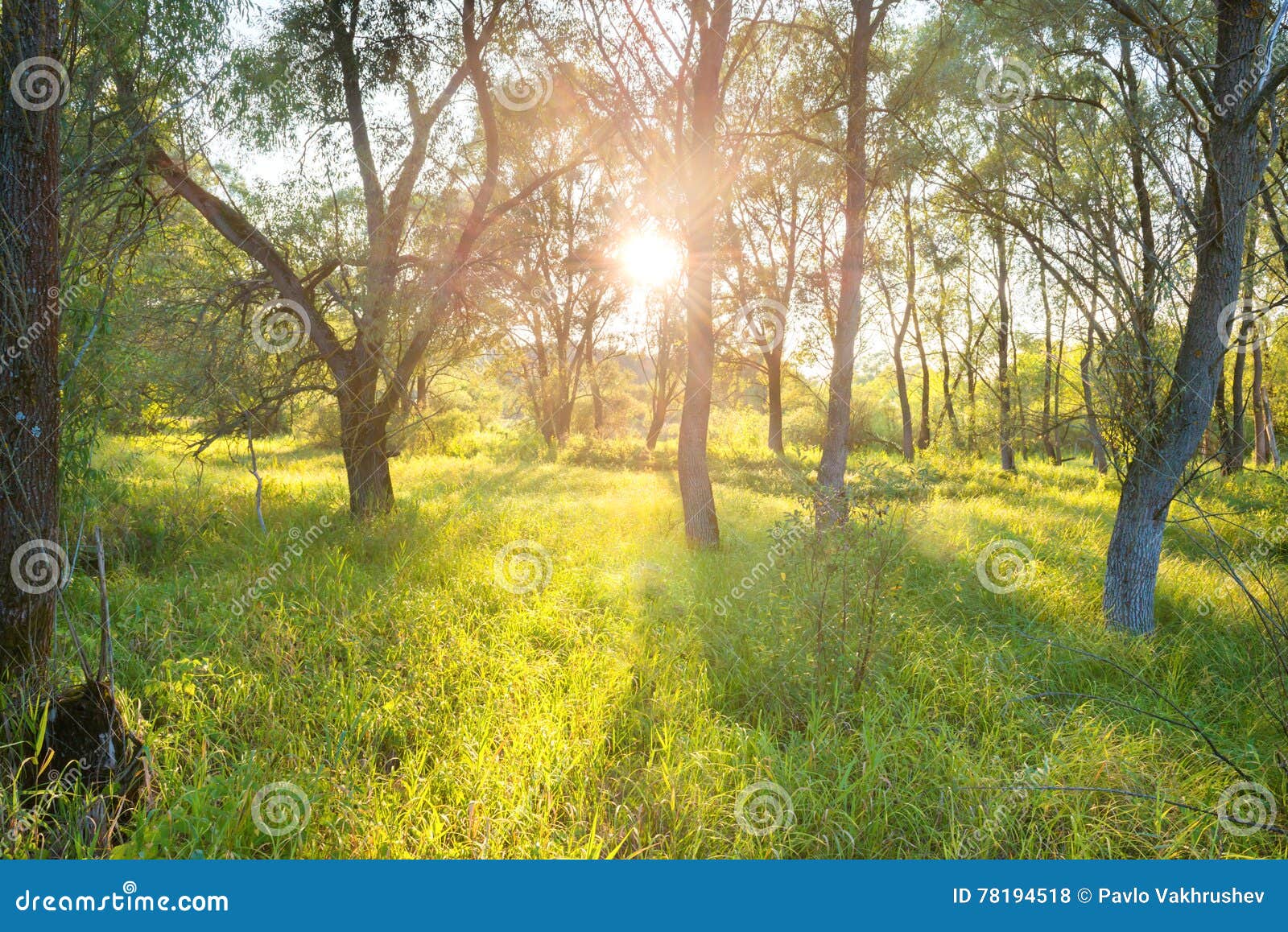 Green sunny park stock photo. Image of light, lawn, meadow - 78194518