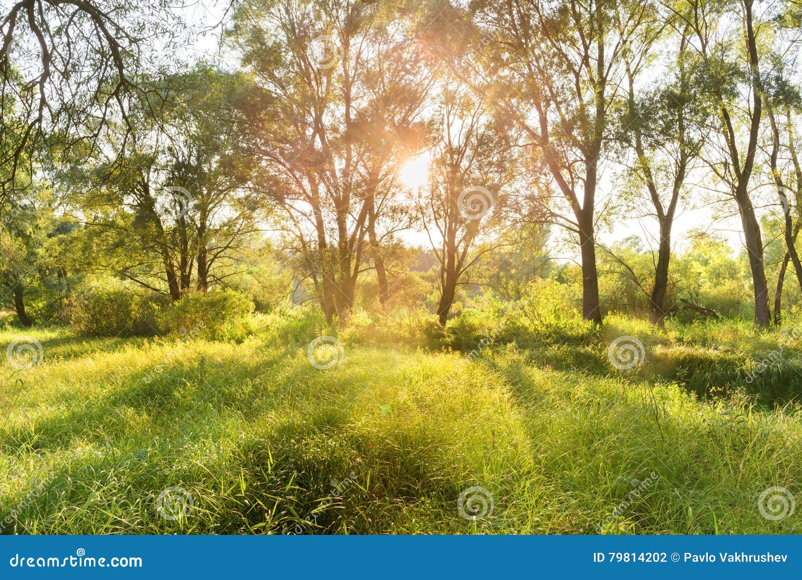 Green sunny park stock photo. Image of leaf, beams, nature - 79814202