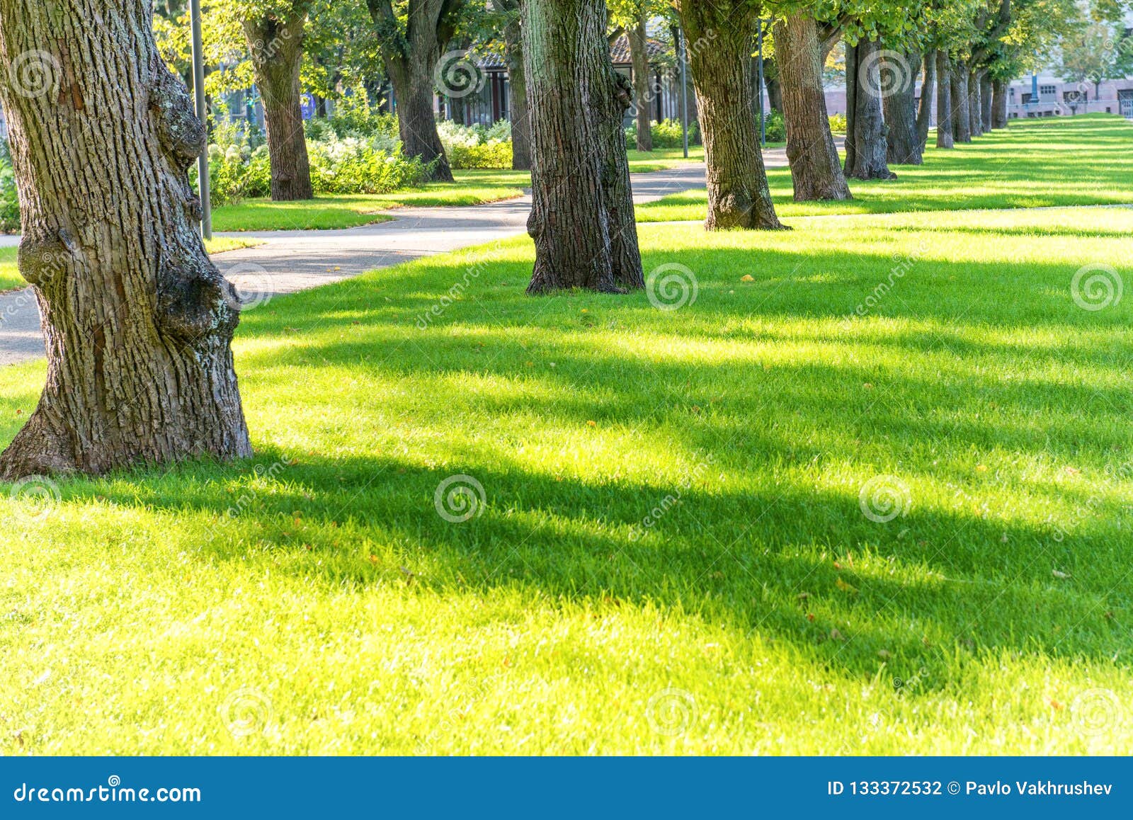 Green Sunny Park with Trees Stock Photo - Image of pathway, garden ...