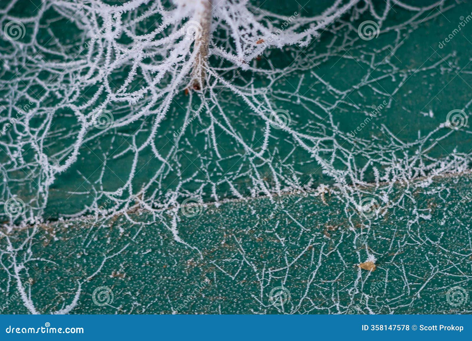 A Green Surface with a Lot of White Spider Webbing Stock Photo - Image ...