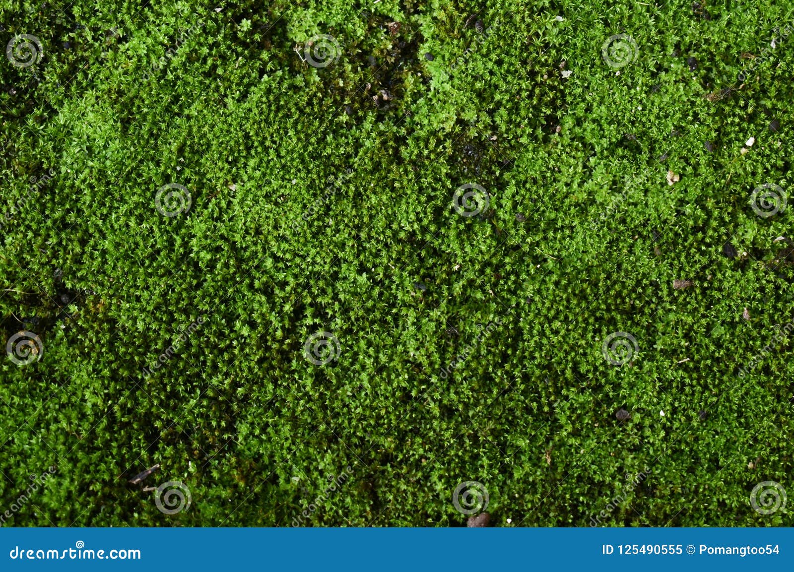 Green surface stock image. Image of plants, boulders - 125490555