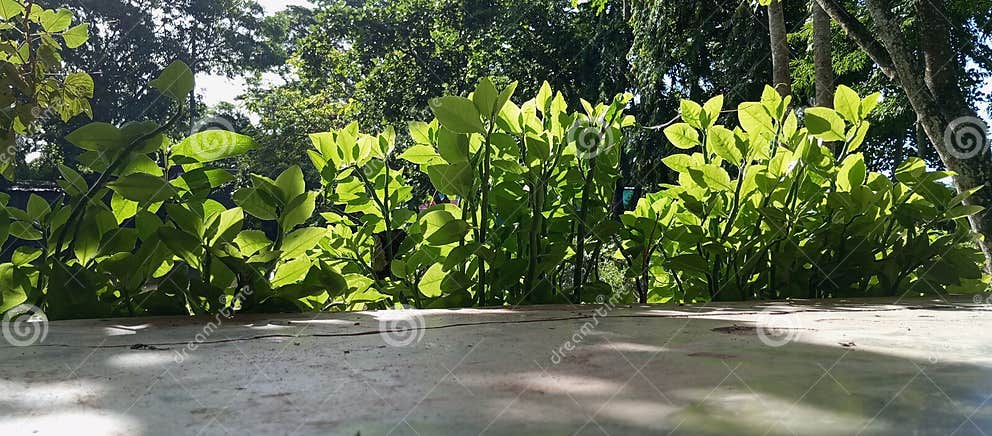 Green Surrounded by Morning Light and Shadow Stock Image - Image of ...