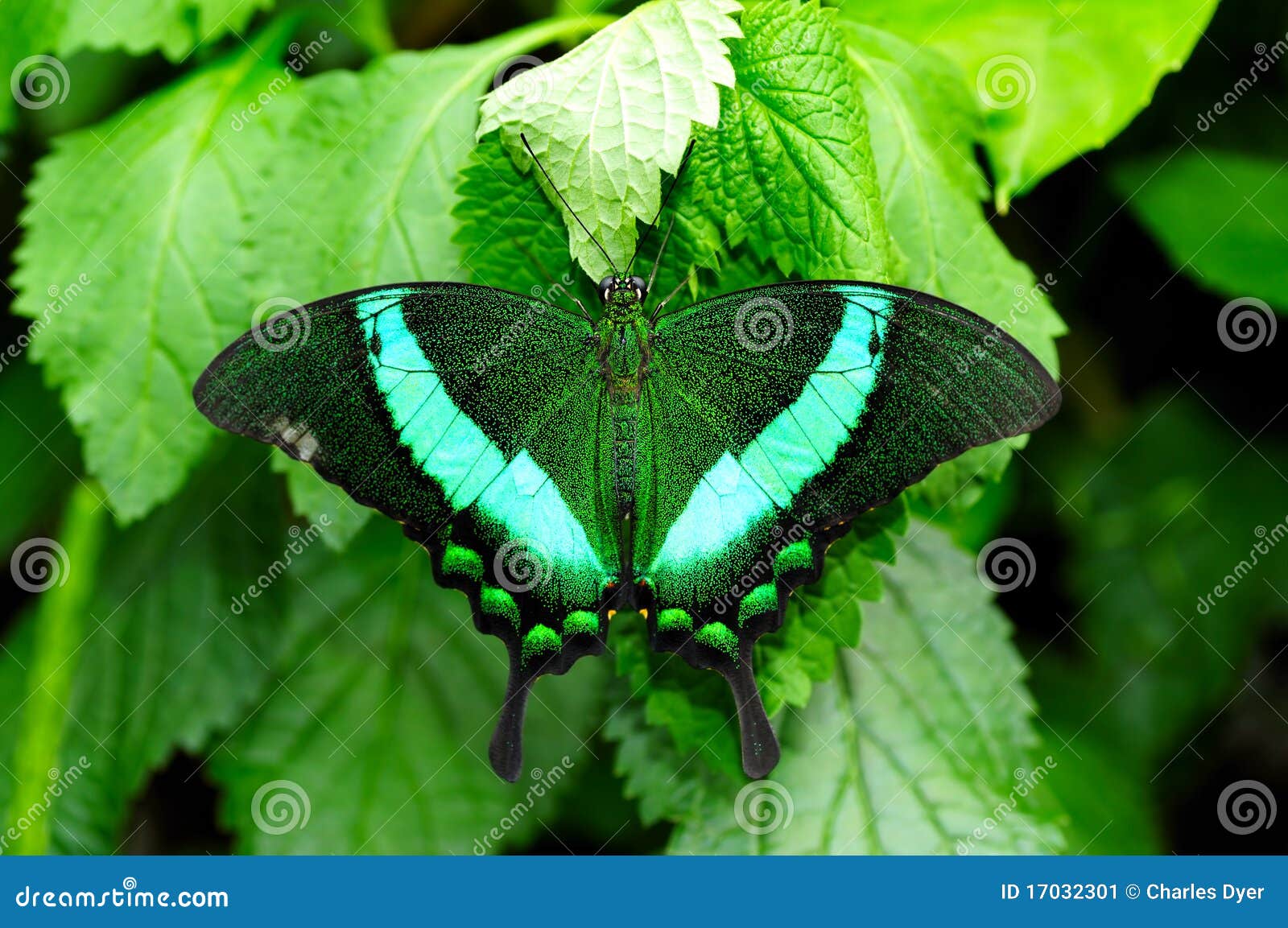 Green Swallowtail Butterfly Stock Image - Image of papilio, majestic ...
