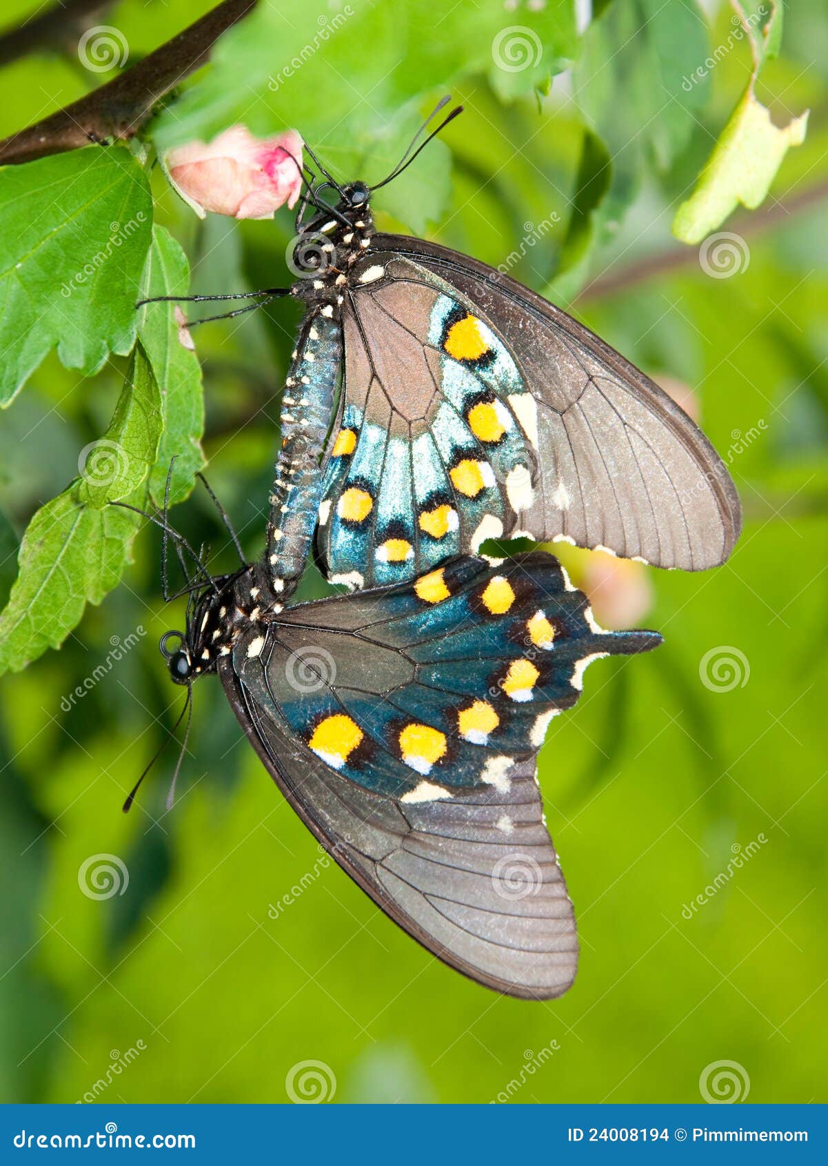 Green Swallowtails mating stock photo. Image of summer - 24008194