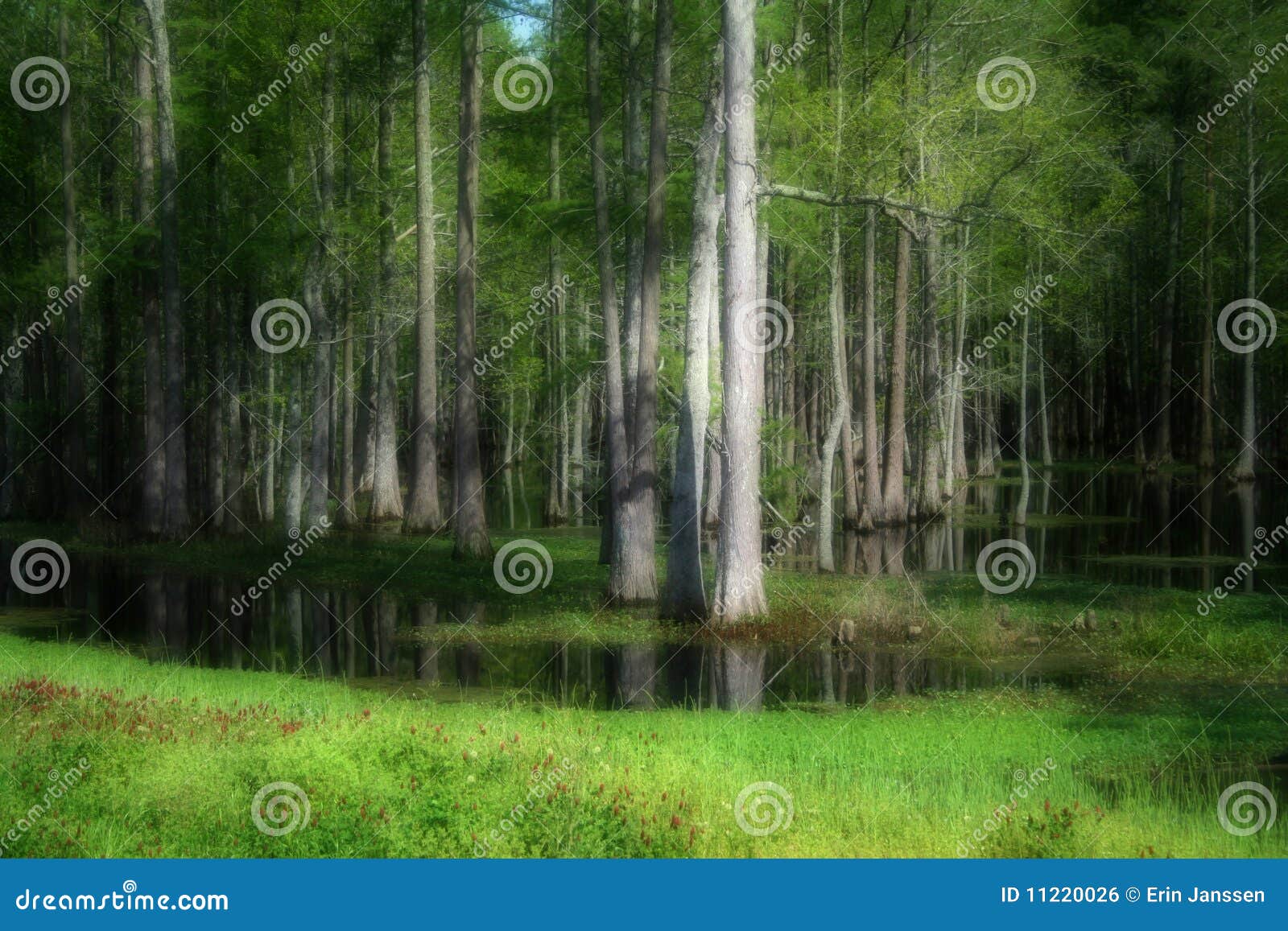 Green swamp stock photo. Image of green, color, bright - 11220026