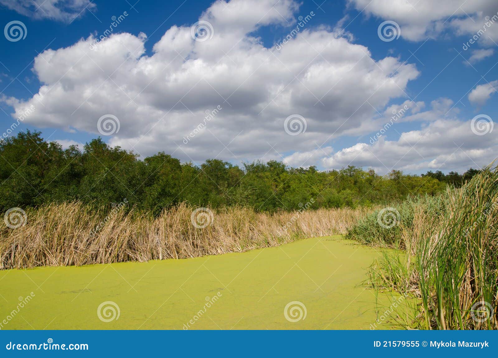 Green swamp stock image. Image of spring, view, grass - 21579555