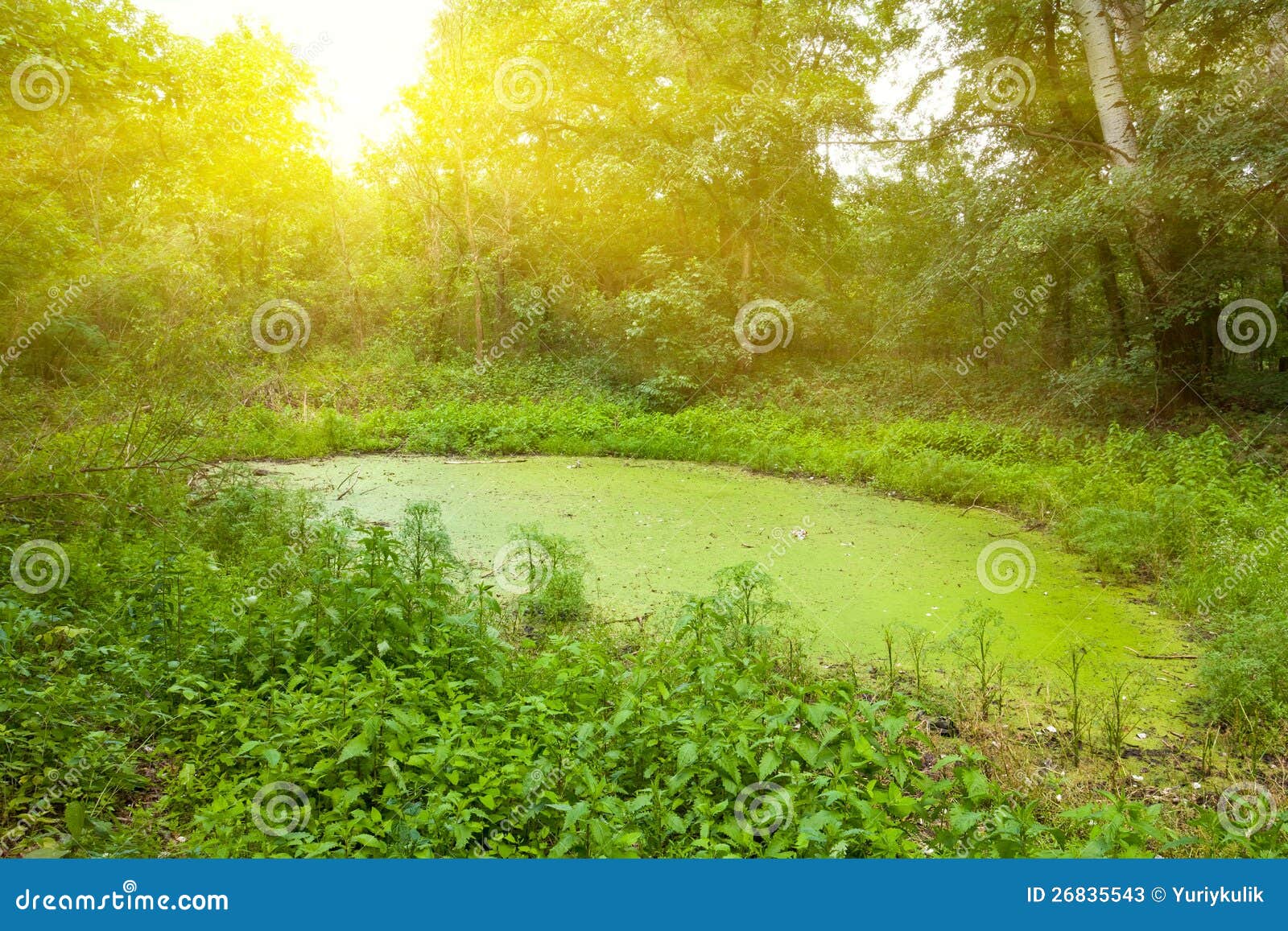 Green swamp stock image. Image of season, bright, puddle - 26835543