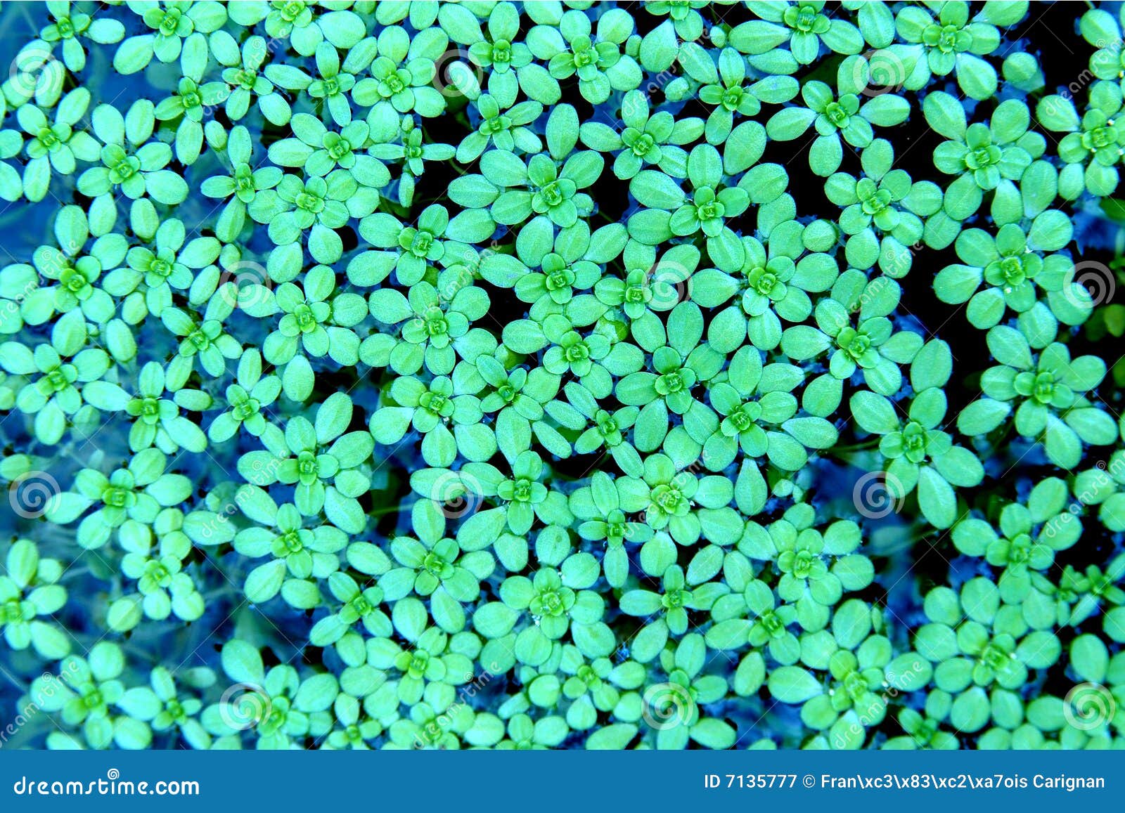 Green swamp stock image. Image of organic, environmental - 7135777