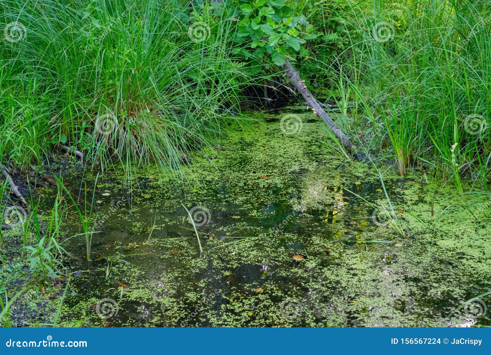 Green Swamp with Algae, Grass, Trees and Plants in the Wilderness ...