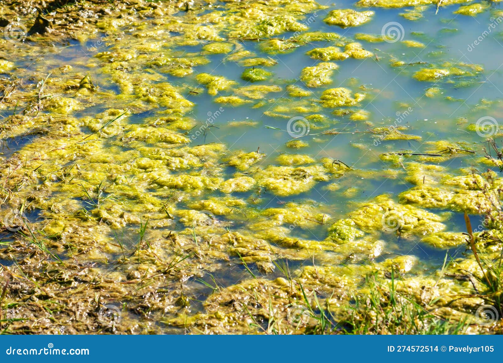 Swamp Bog With Algae And Pond Scum, With Overgrown Tree Roots. Taken At ...