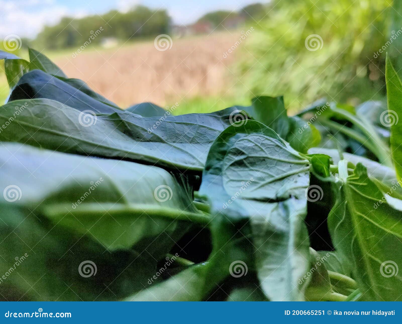 Green swamp cabbage stock image. Image of soil, garden - 200665251