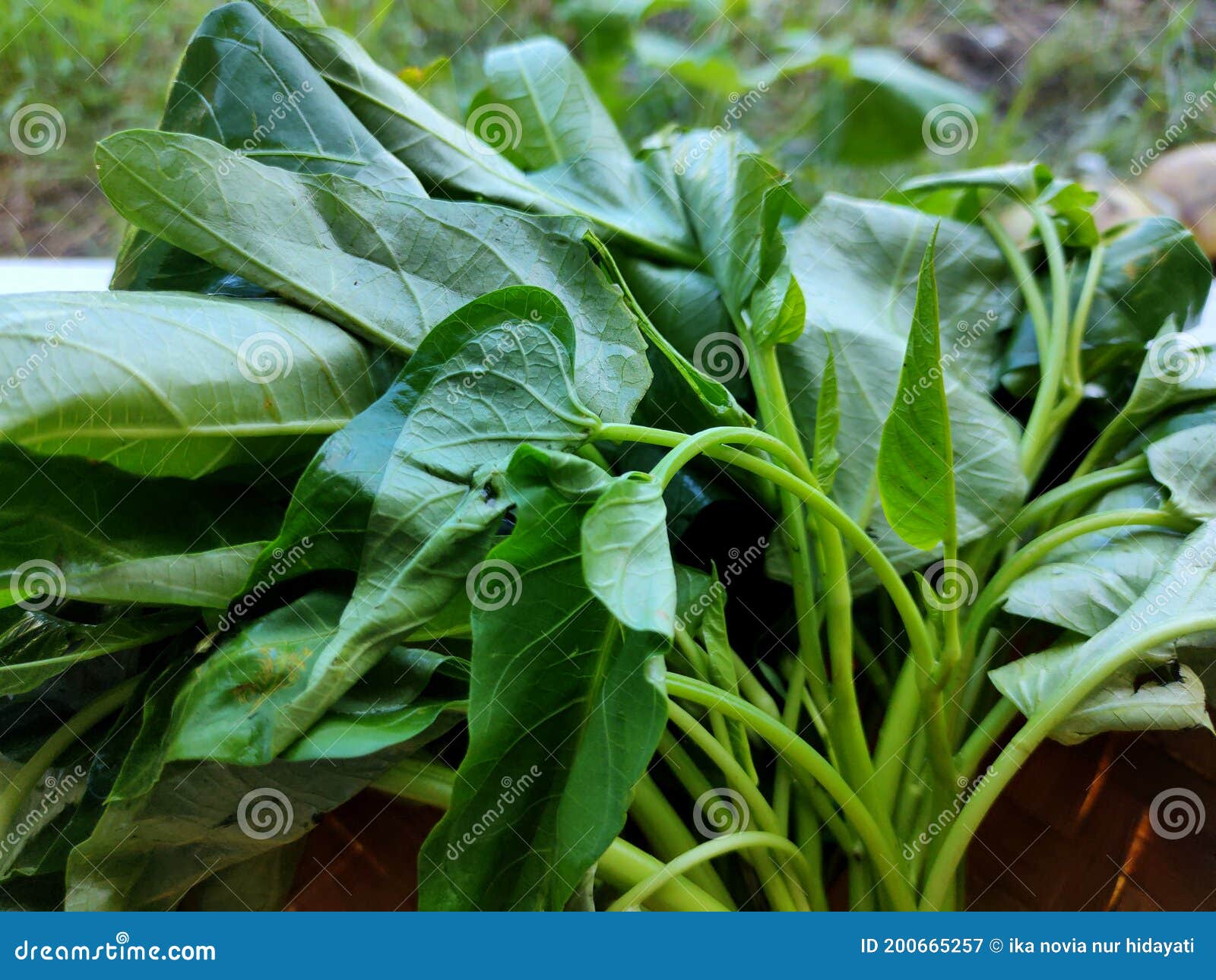 Green swamp cabbage stock image. Image of plant, green - 200665257