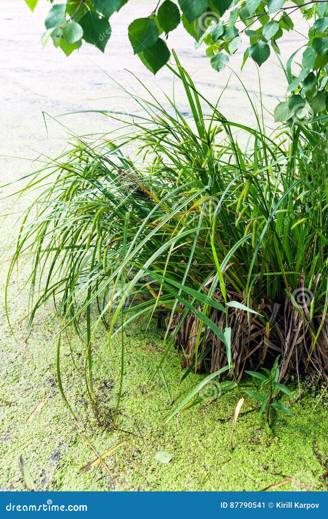 Green swamp ooze stock image. Image of life, botany, animals - 87790541