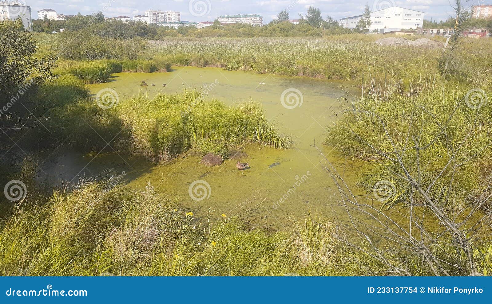 Green swamp plant stock photo. Image of meadow, grass - 233137754