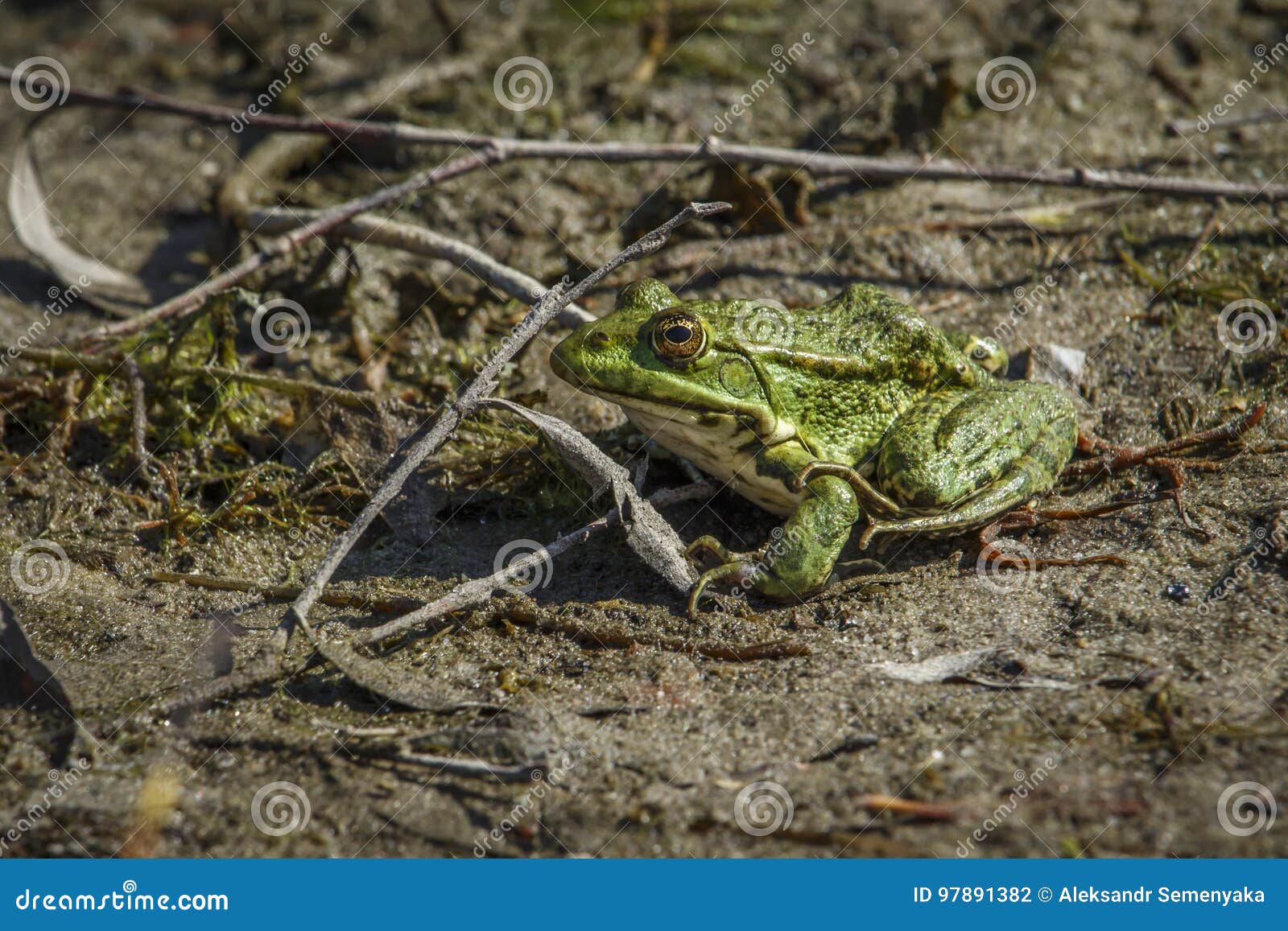 A green swamp toad stock photo. Image of nature, wild - 97891382