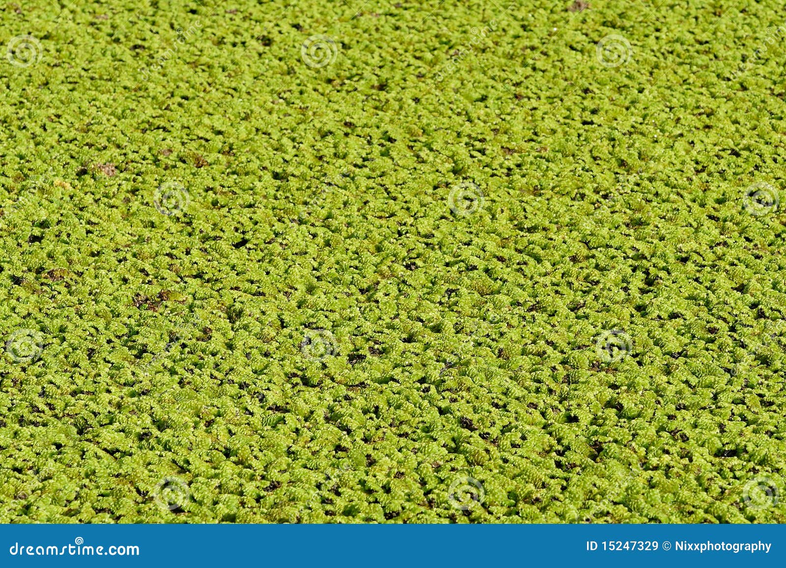 Green swamp water stock image. Image of lake, texture - 15247329