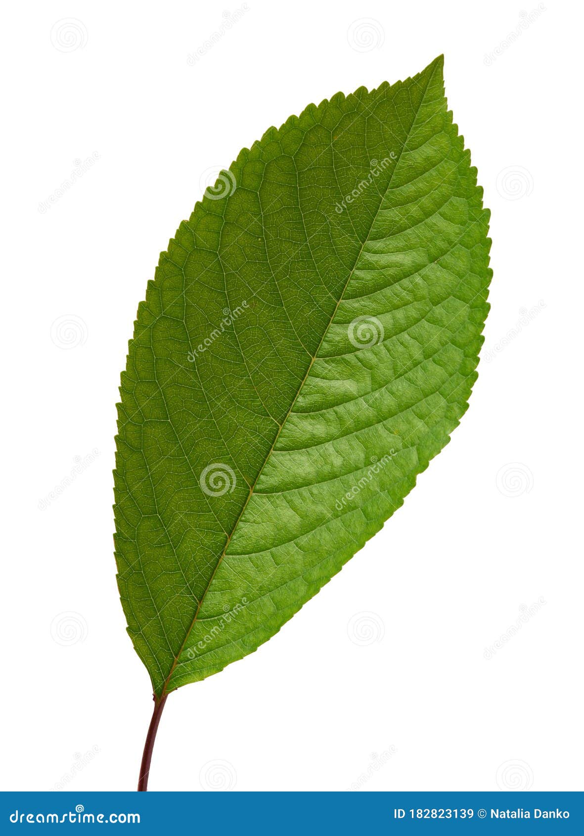 Green Sweet Cherry Leaf Isolated on White Background Stock Image ...