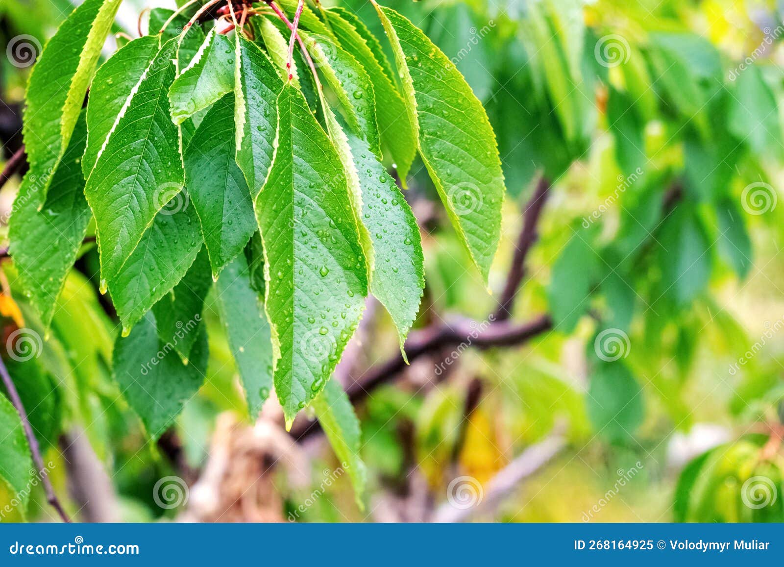 Green Sweet Cherry Leaves with Raindrops in the Garden on a Tree Stock ...