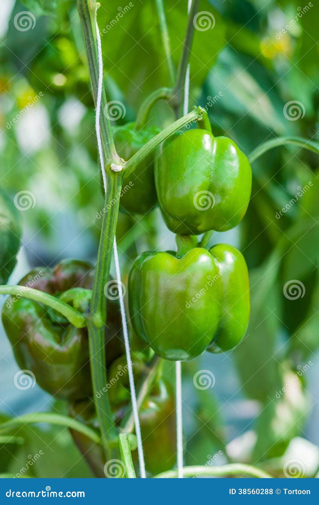 Green sweet pepper stock photo. Image of hydroponic, garden - 38560288