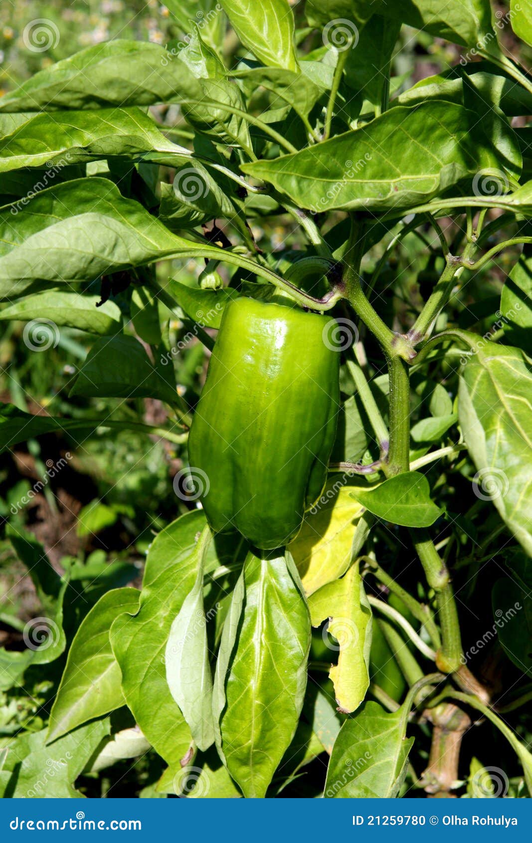 Green Sweet Pepper Outdoors Stock Photo - Image of outside, pepper ...